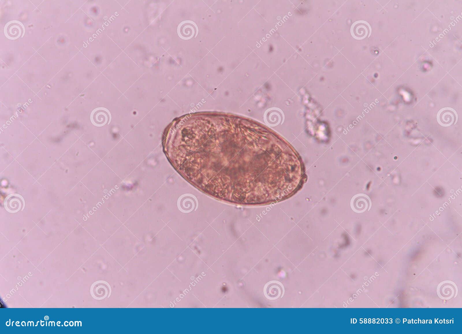 Parasite stock image. Image of parasite, labolatory, roundworms - 58882033