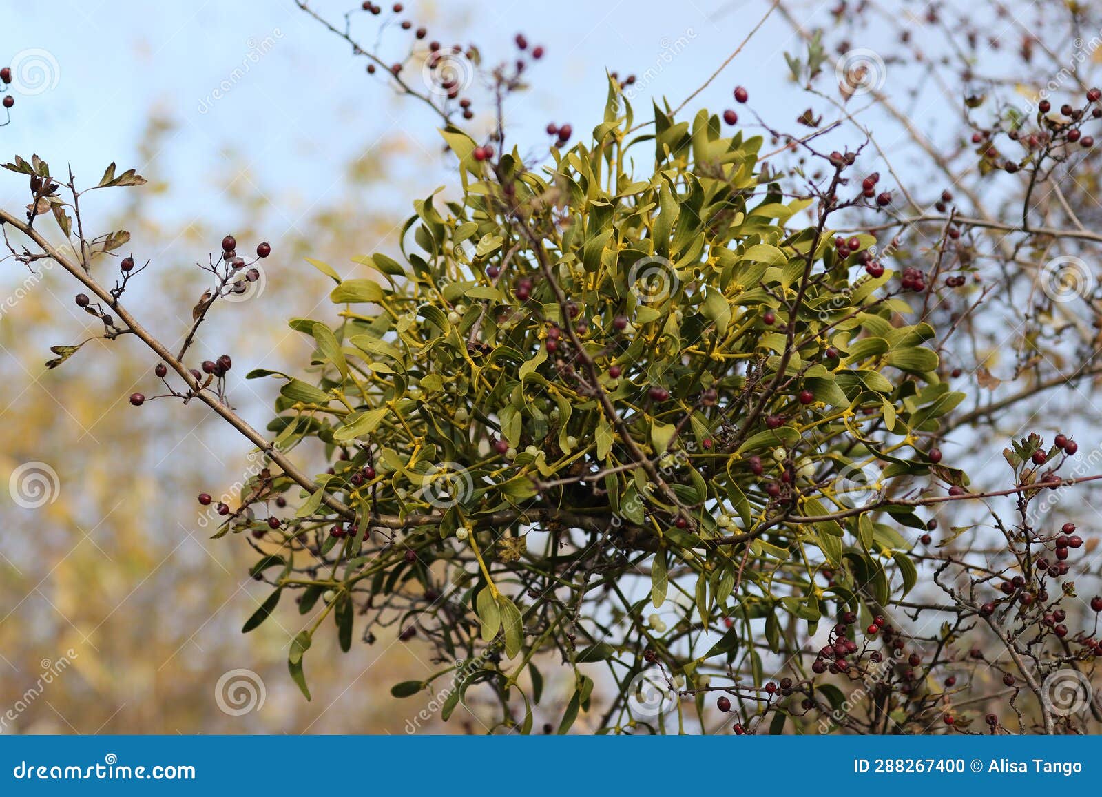 Parasite Mistletoe Growing on a Bush Stock Photo - Image of flora ...