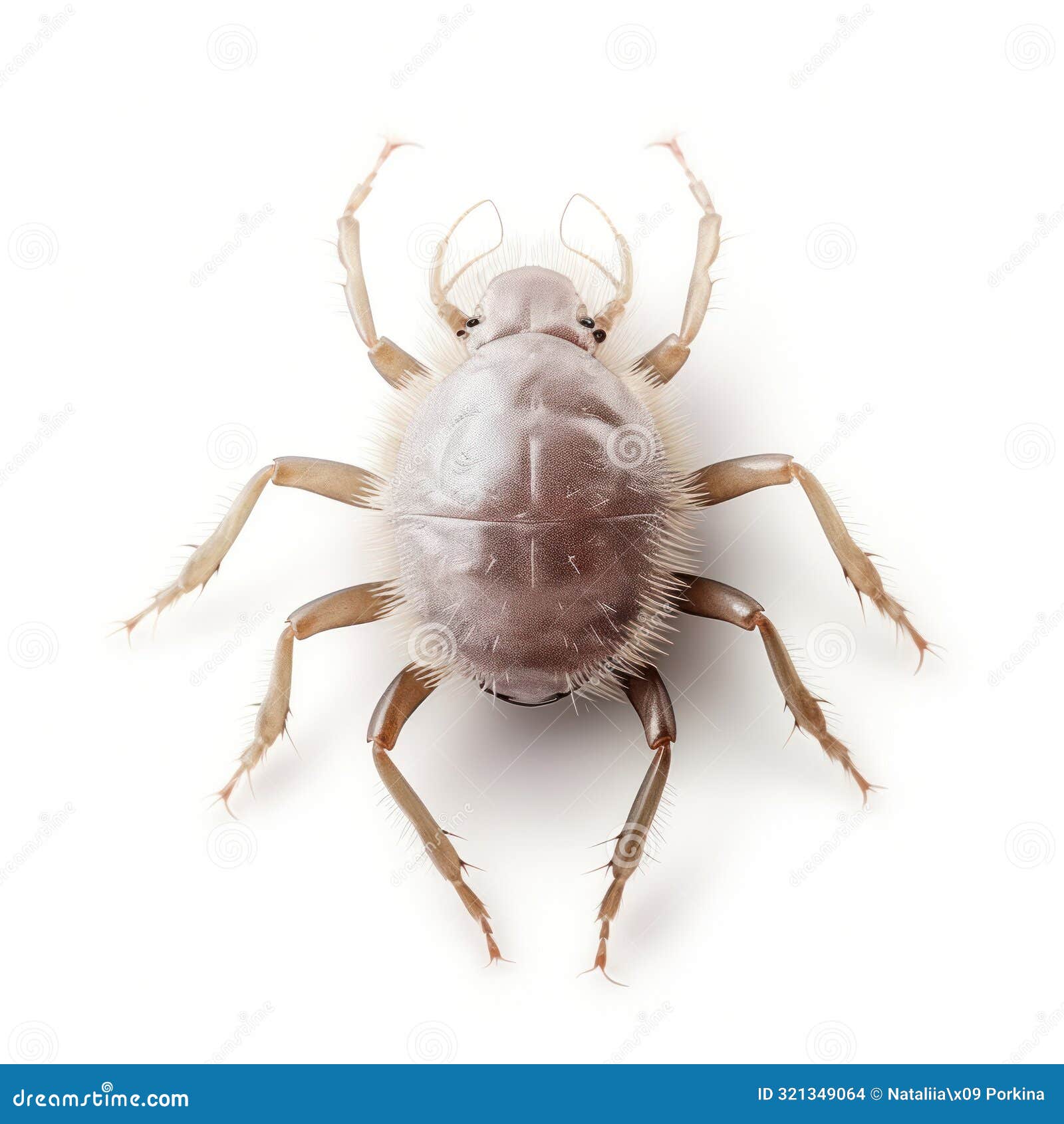 Parasite Mite on Isolated Background Stock Photo - Image of mite, virus ...