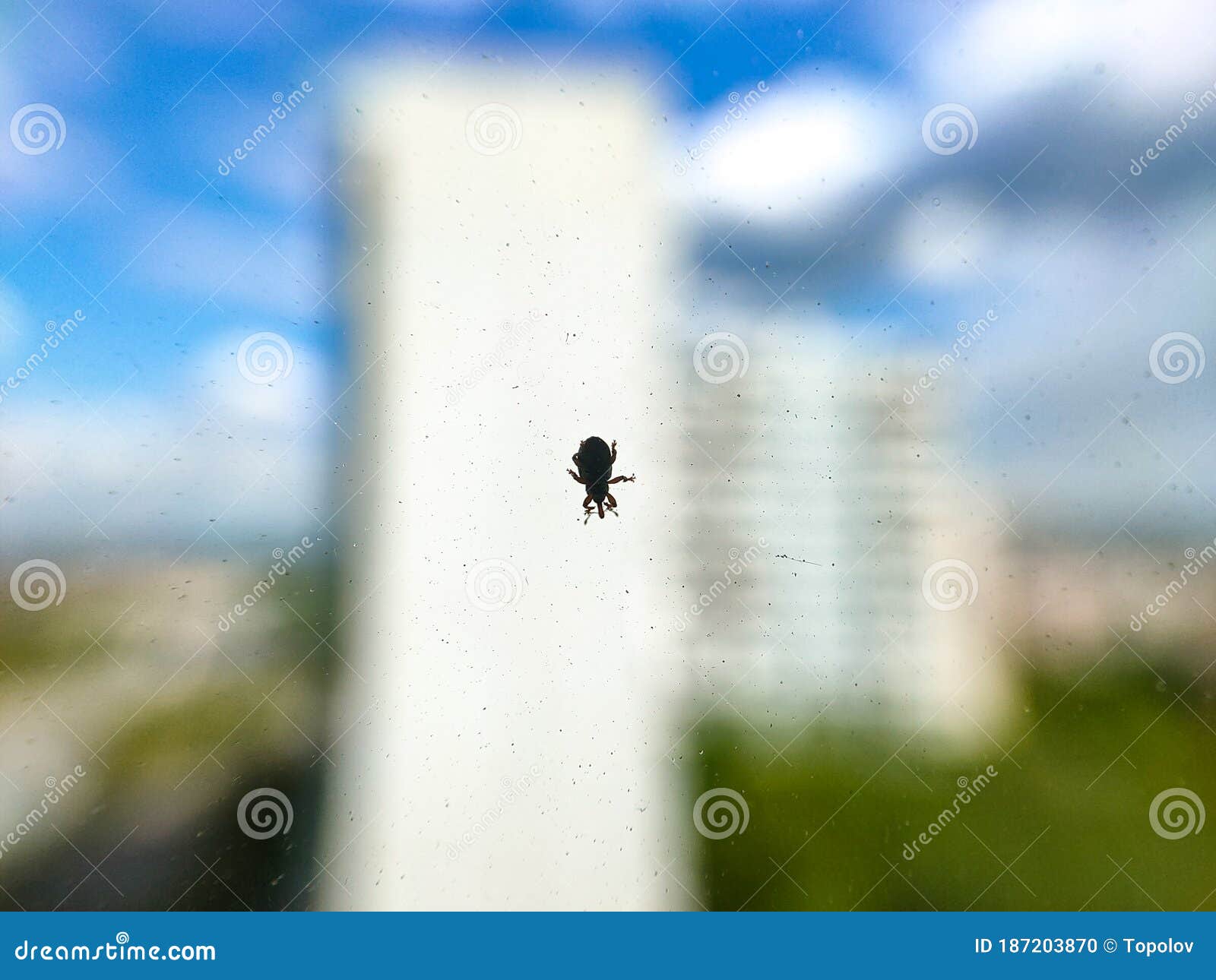 Parasite Mite Sitting on a Dusty Window Stock Photo - Image of summer ...