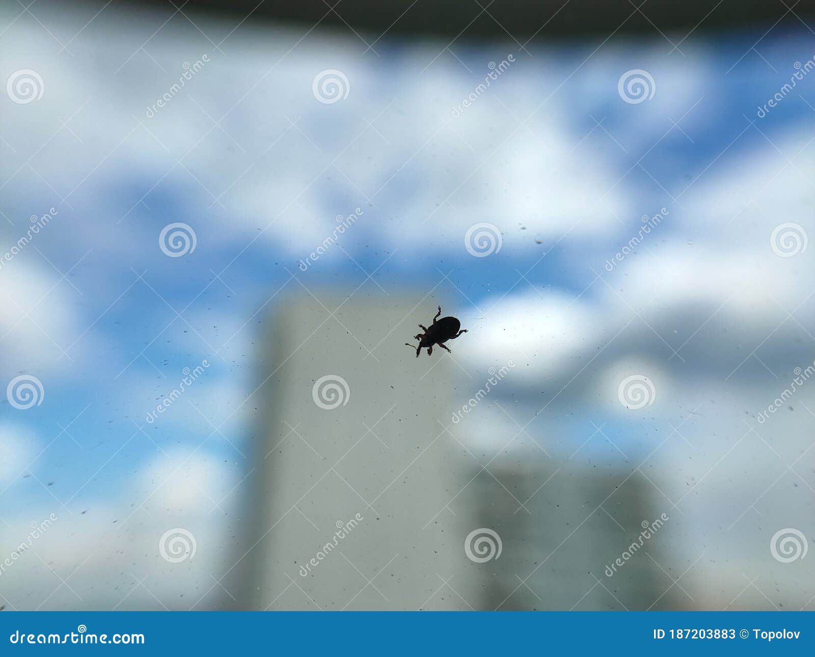 Parasite Mite Sitting on a Dusty Window Stock Image - Image of closeup ...