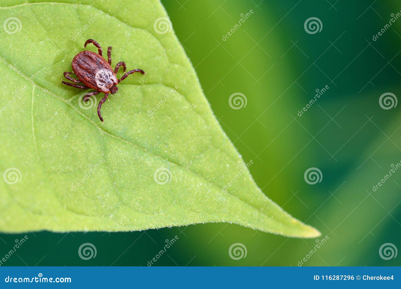 Parasite Mite Sitting on a Green Leaf. Danger of Tick Bite Stock Photo ...