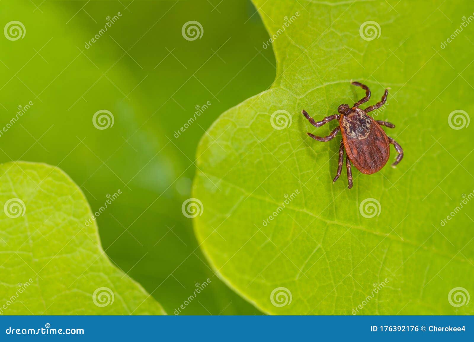 Parasite Mite Sitting on a Green Leaf. Danger of Tick Bite. Stock Photo ...