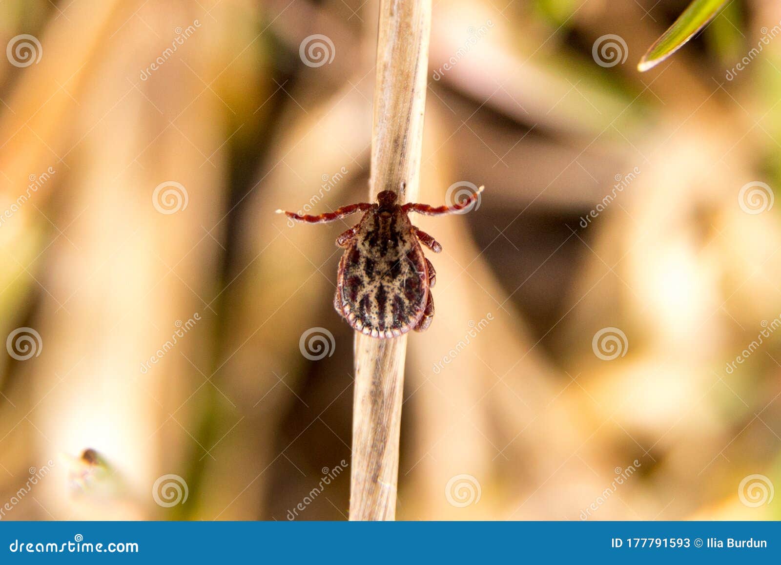 Parasite Mite Sitting and Masking. Stock Image - Image of leaf, grass ...