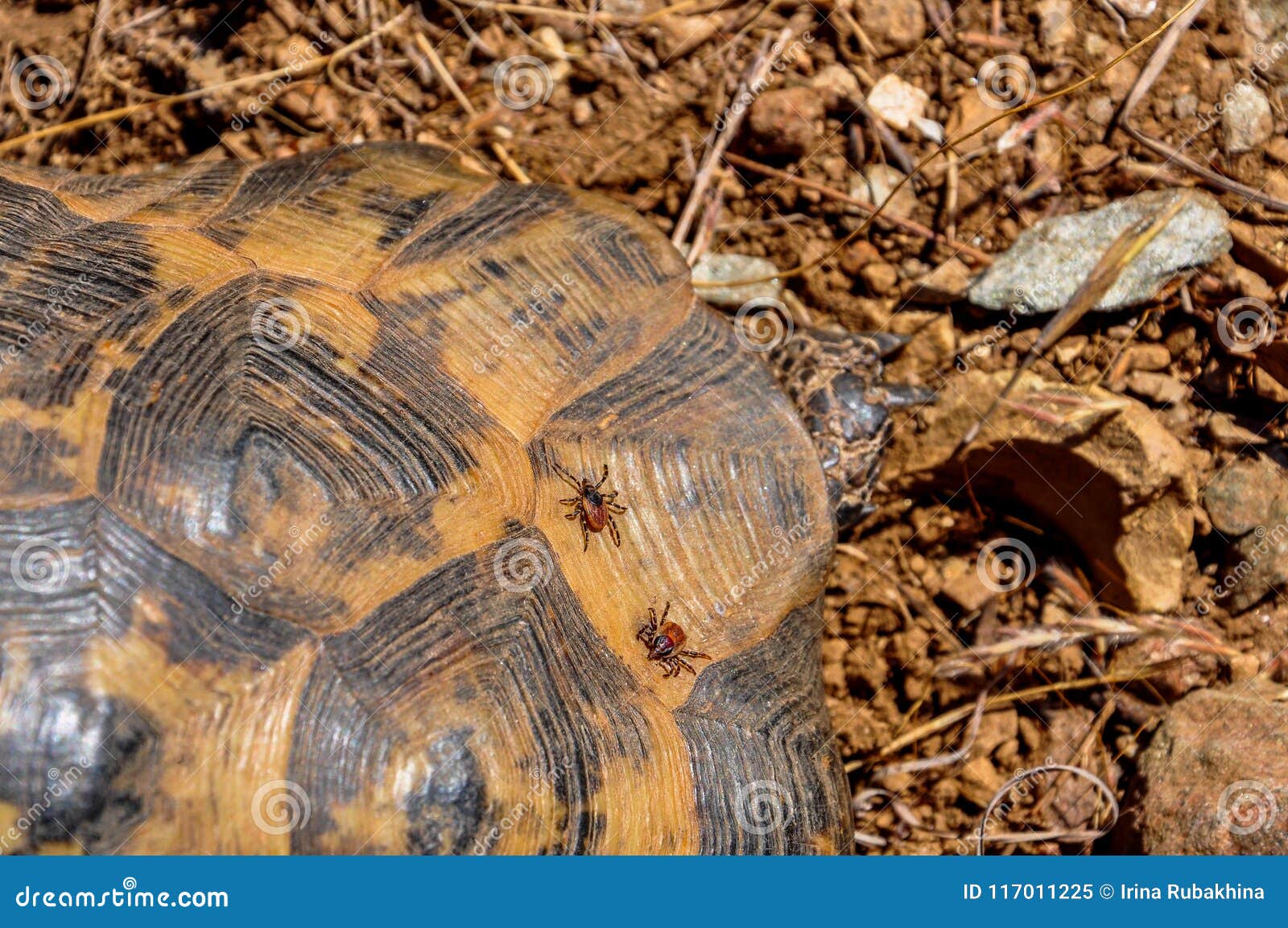 Parasite Mite Sitting on a Turtle. Stock Image - Image of bloodsucker ...