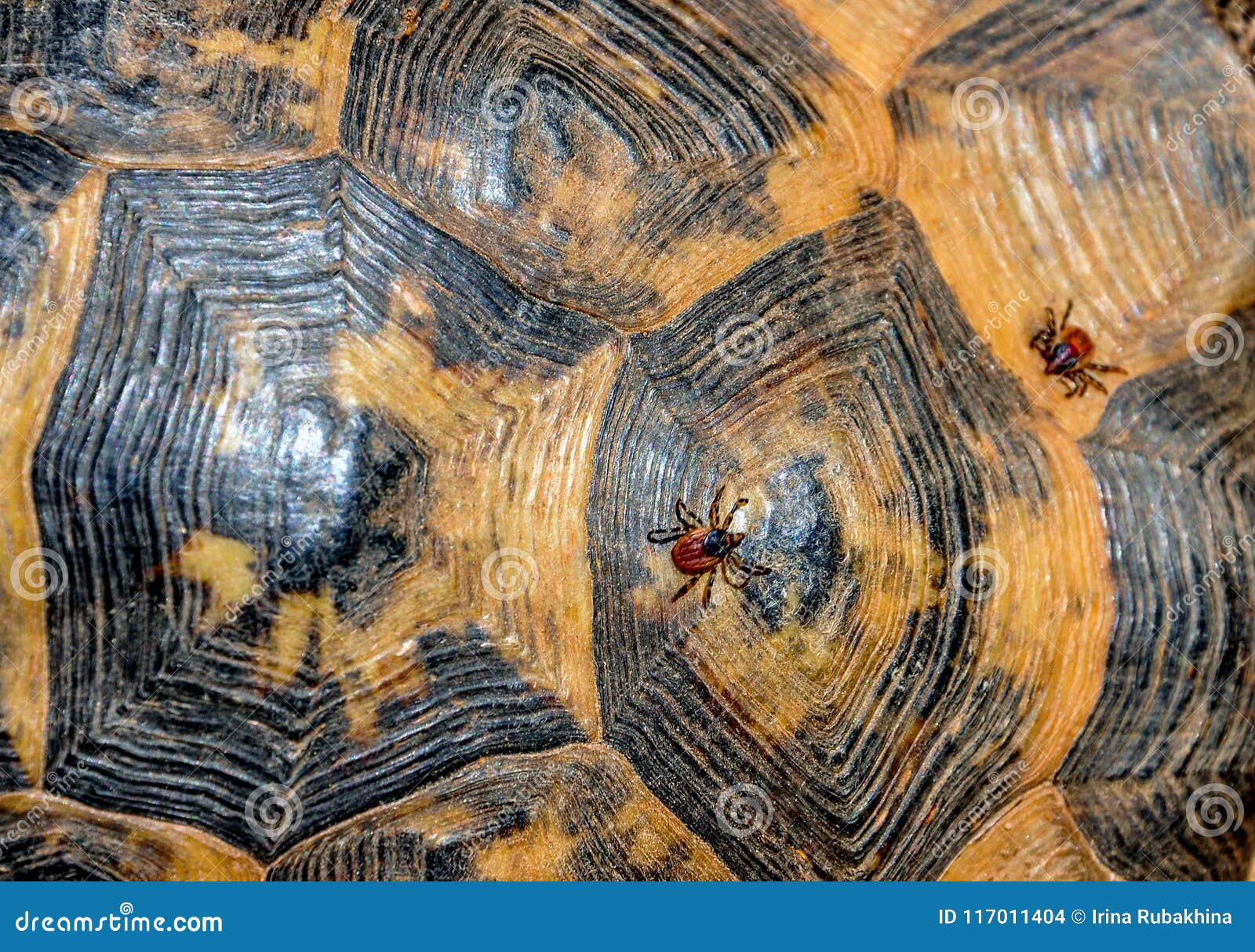 Parasite Mite Sitting on a Turtle. Stock Photo - Image of encephalitis ...