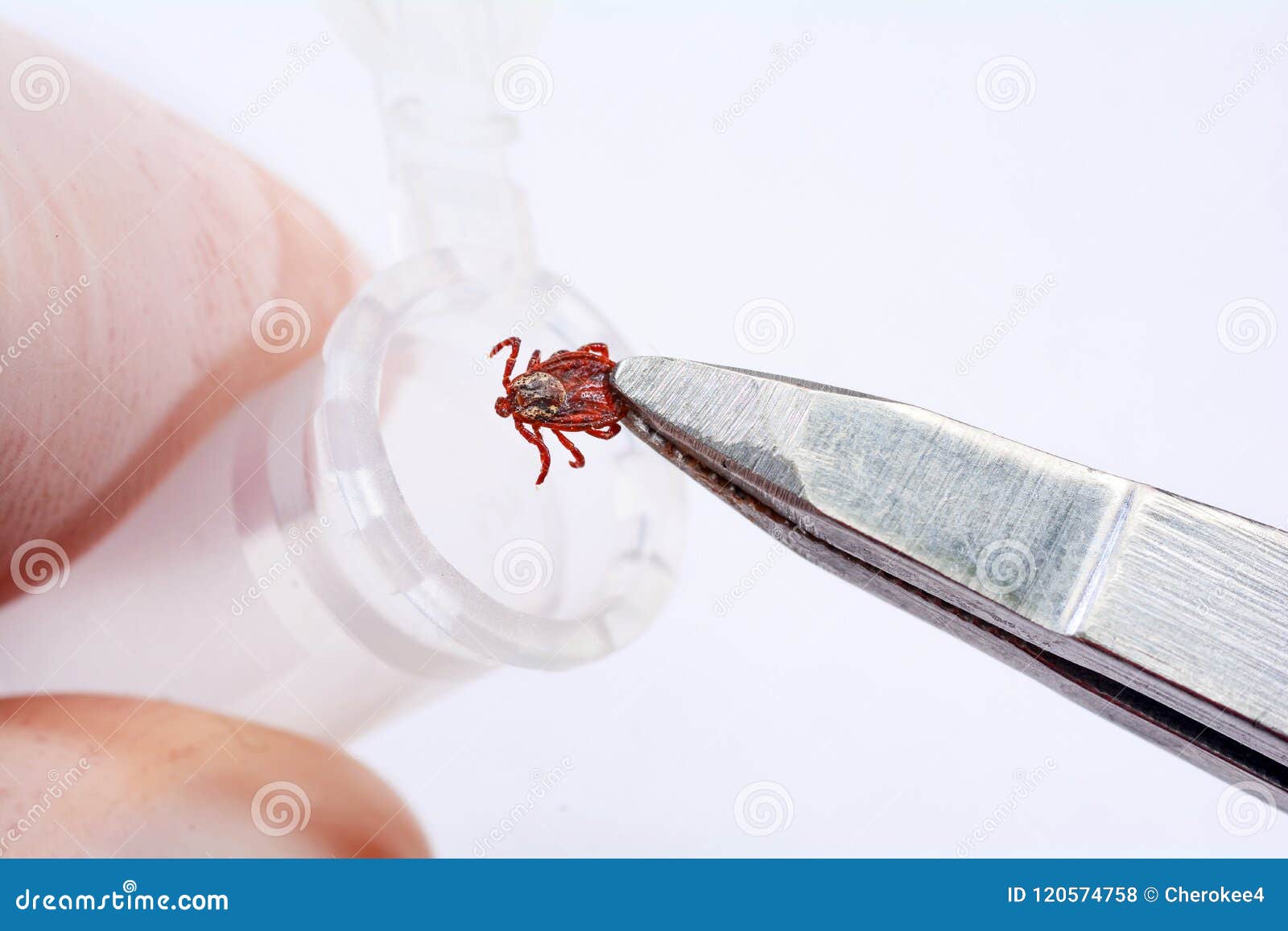 Parasite Mite To Pass for Analysis To the Laboratory. Danger of Tick ...