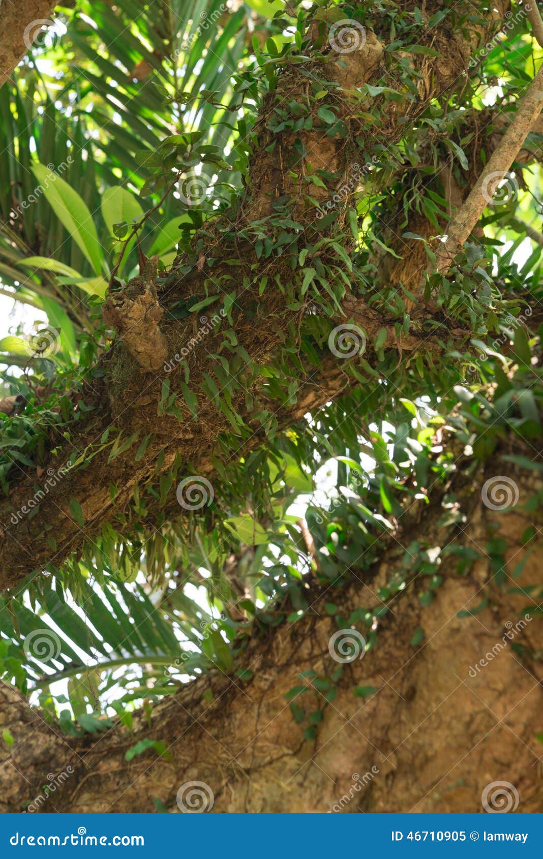 Parasite Plant Grows All Over on Trees Stock Image - Image of orchid ...