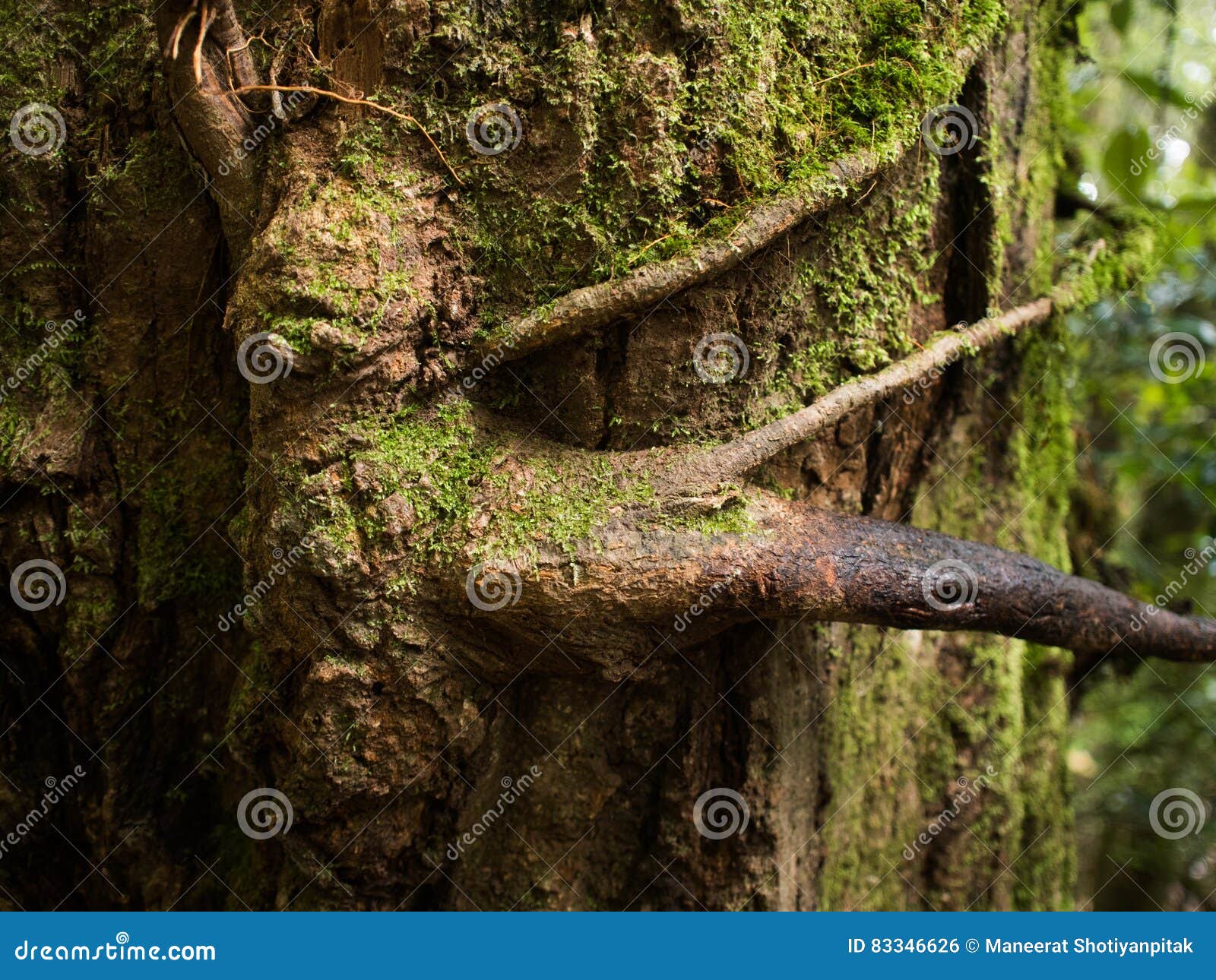 The Parasite Plant Hold on Big Tree in Mountain Stock Photo - Image of ...