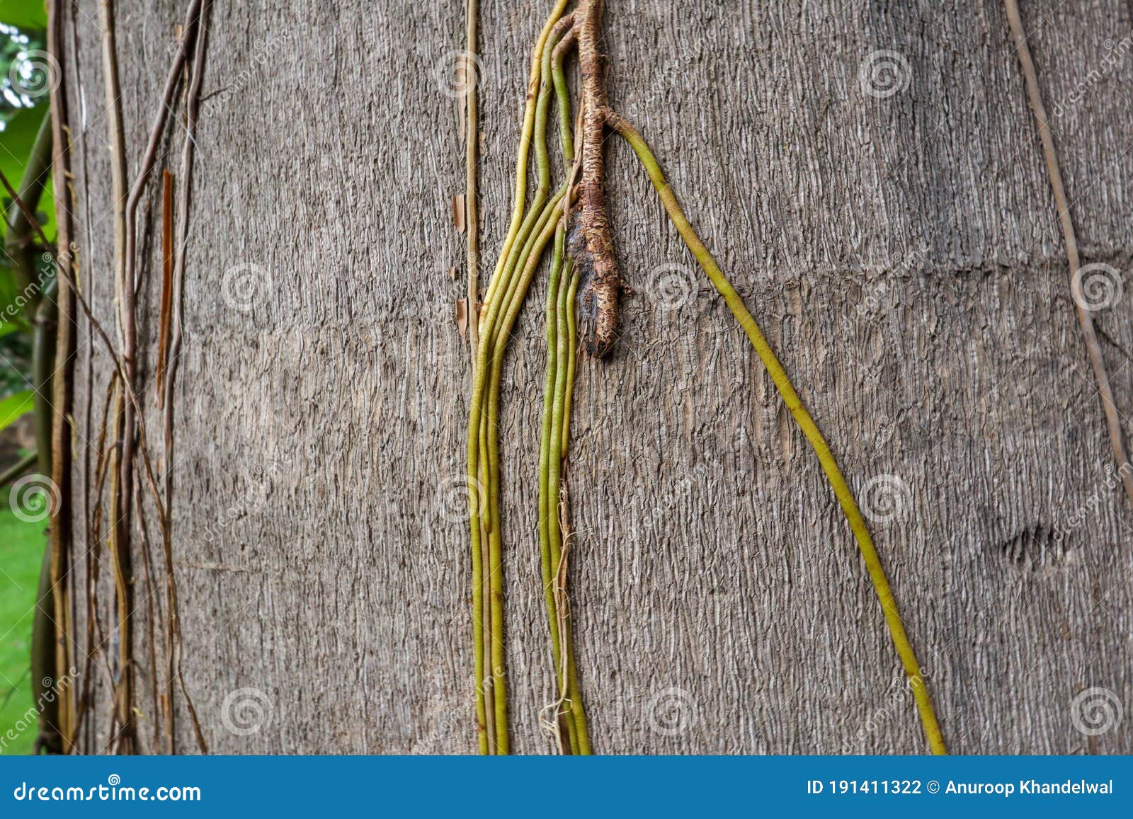 Parasite Plant Stem and Roots Growing on Tree Stem. Tree Trunk Texture ...