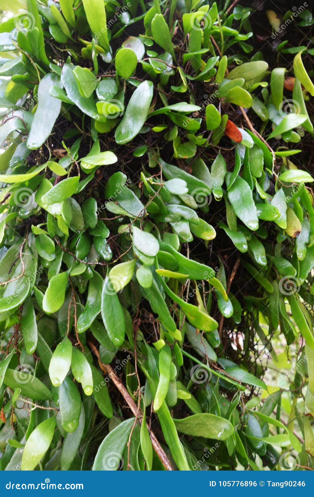 Parasite plant on a tree stock photo. Image of color - 105776896