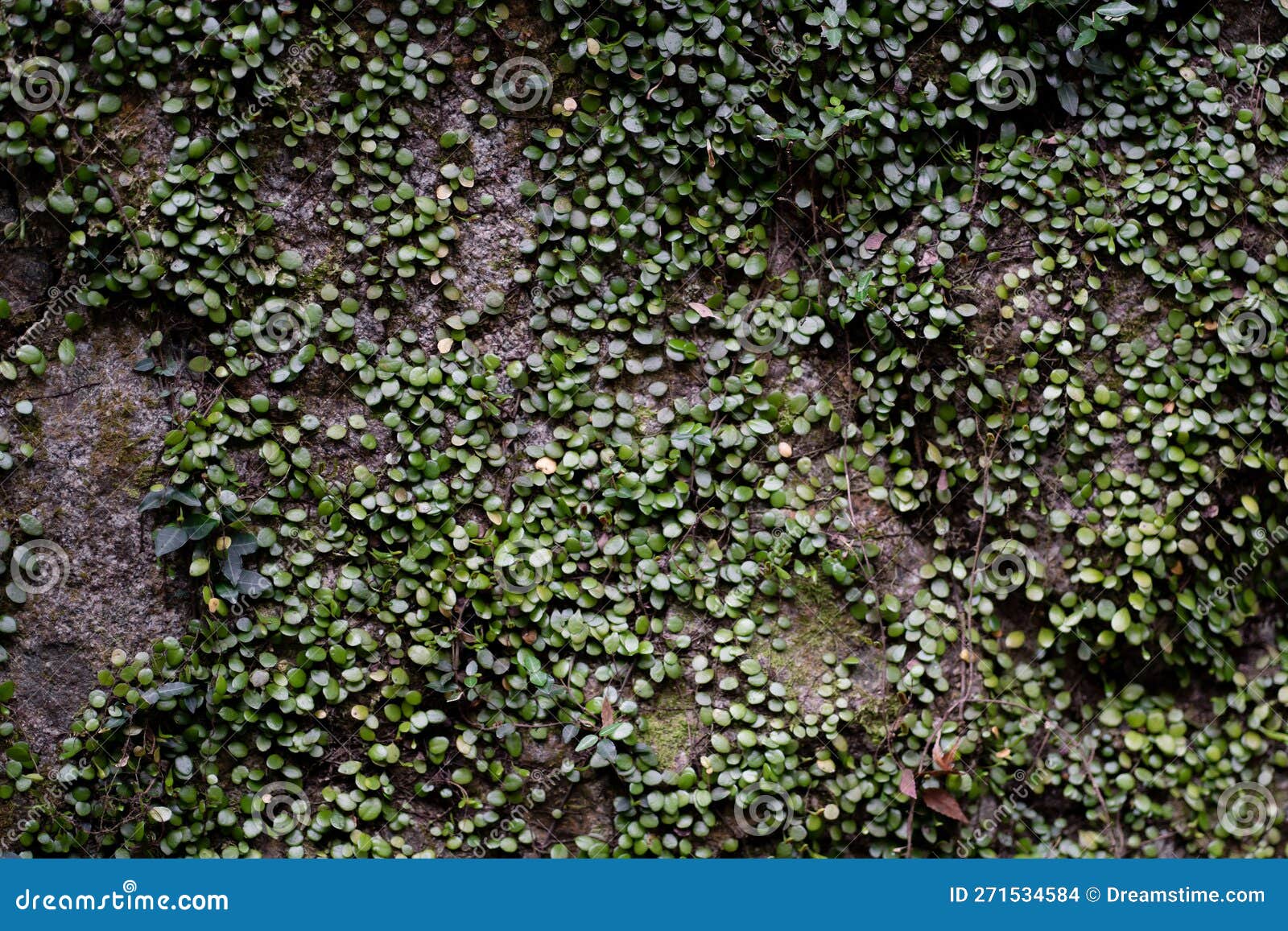 Parasite Plant on Tree Surface in Forest of Japan Stock Photo - Image ...