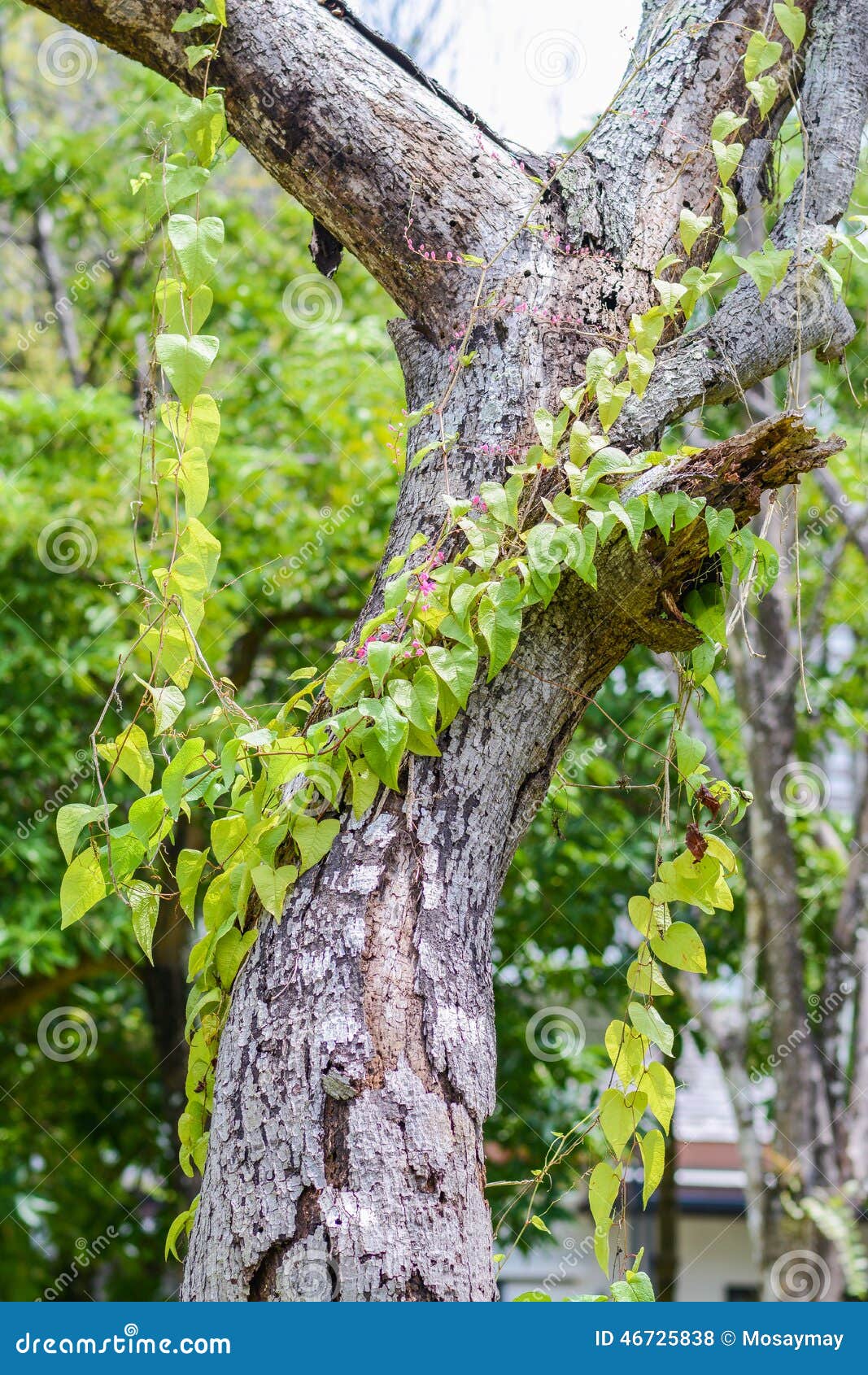 The Parasite Plants on Big Tree Stock Photo - Image of brown, garden ...