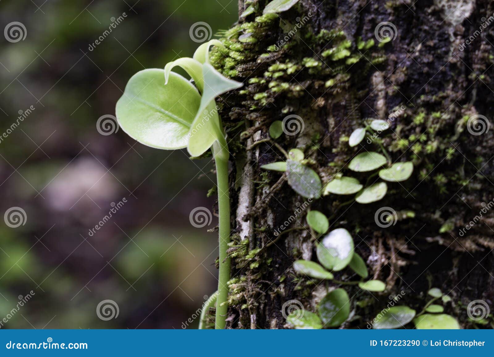 Parasite Plants Growing on the Tree Stock Photo - Image of growing ...