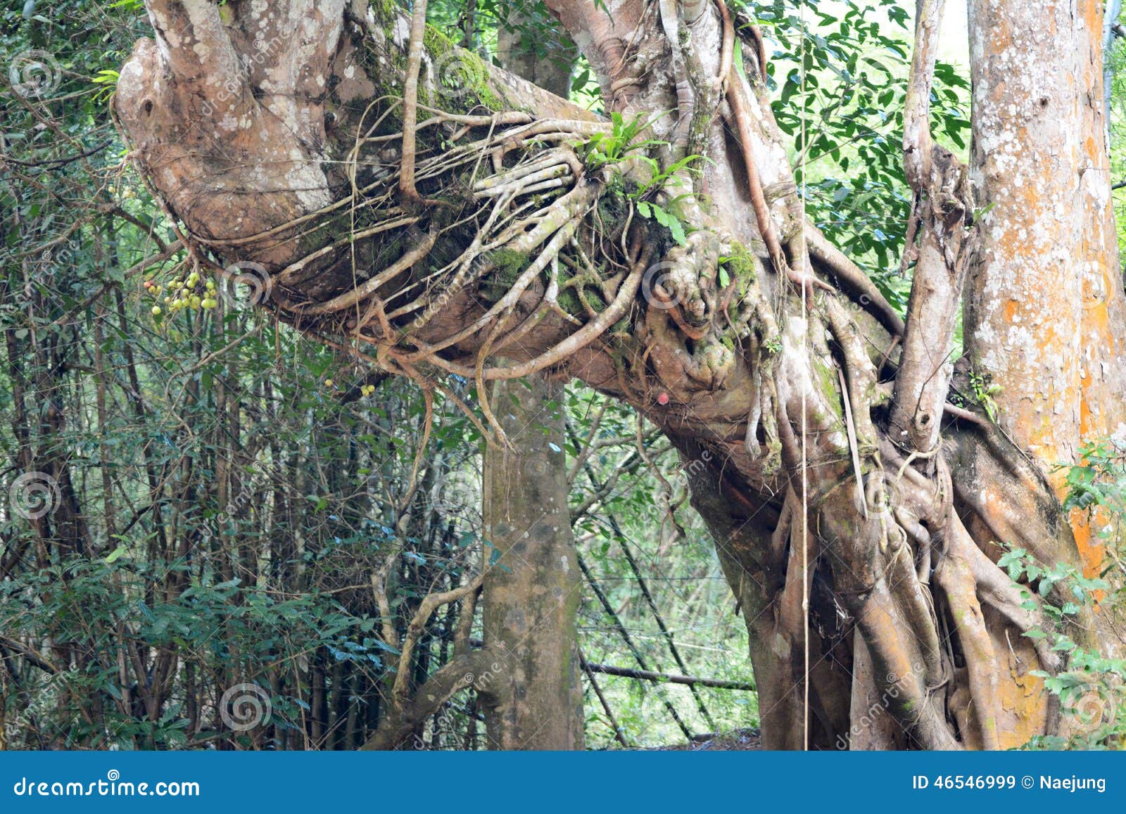 Parasite On Tree Stock Photo - Image: 46546999