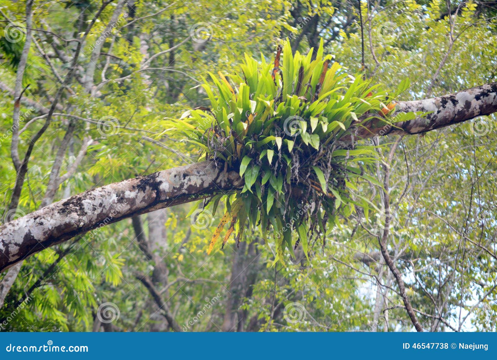 Parasite on tree stock photo. Image of leaf, leaves, archeology - 46547738