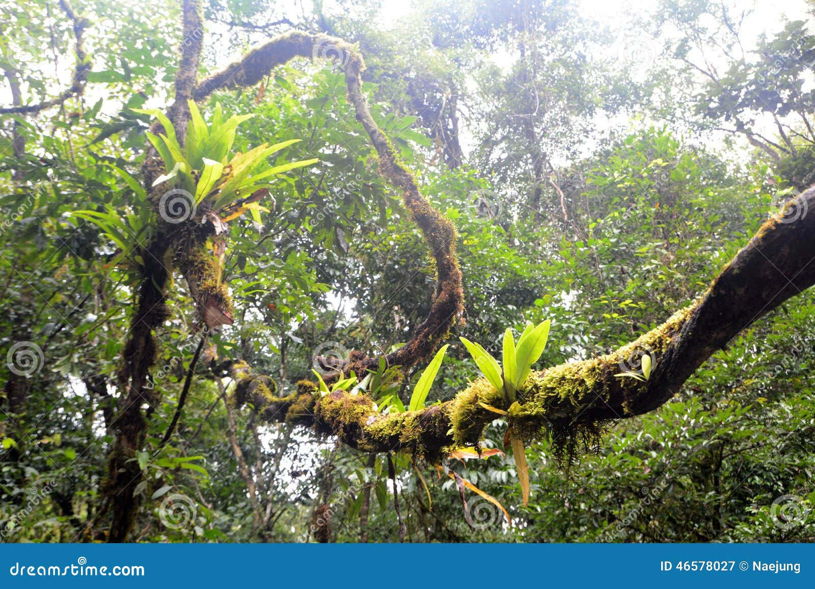 Parasite on tree stock image. Image of closeup, archeology - 46578027