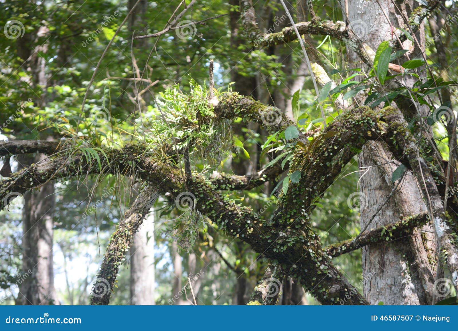 Parasite on tree stock image. Image of leaves, environment - 46587507