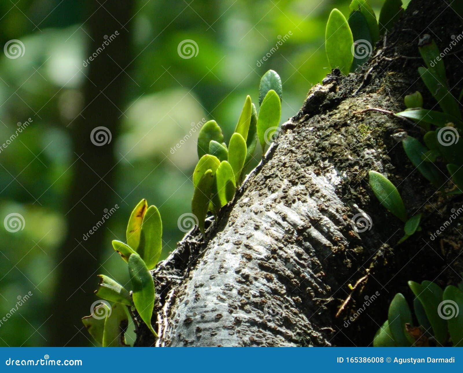 Parasite On Tree Royalty-Free Stock Photo | CartoonDealer.com #46578027