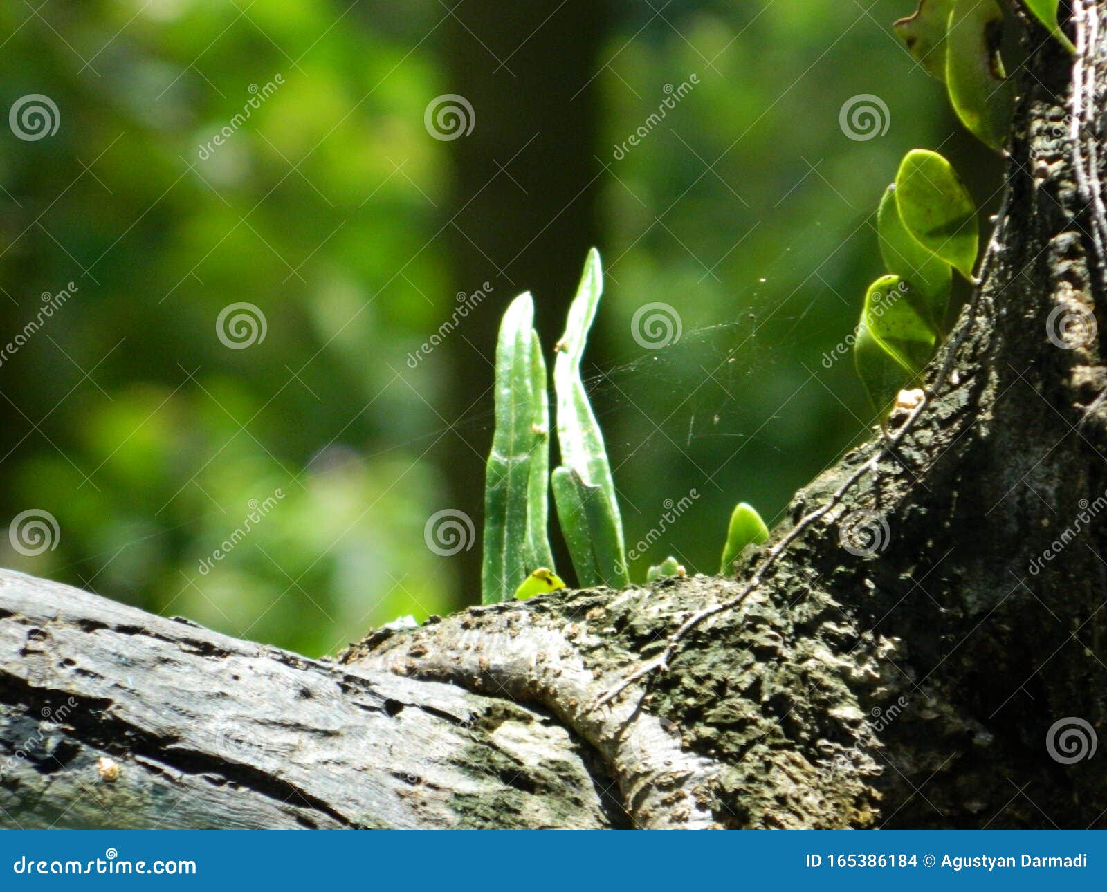 A parasite in a tree stock photo. Image of forest, tree - 165386184