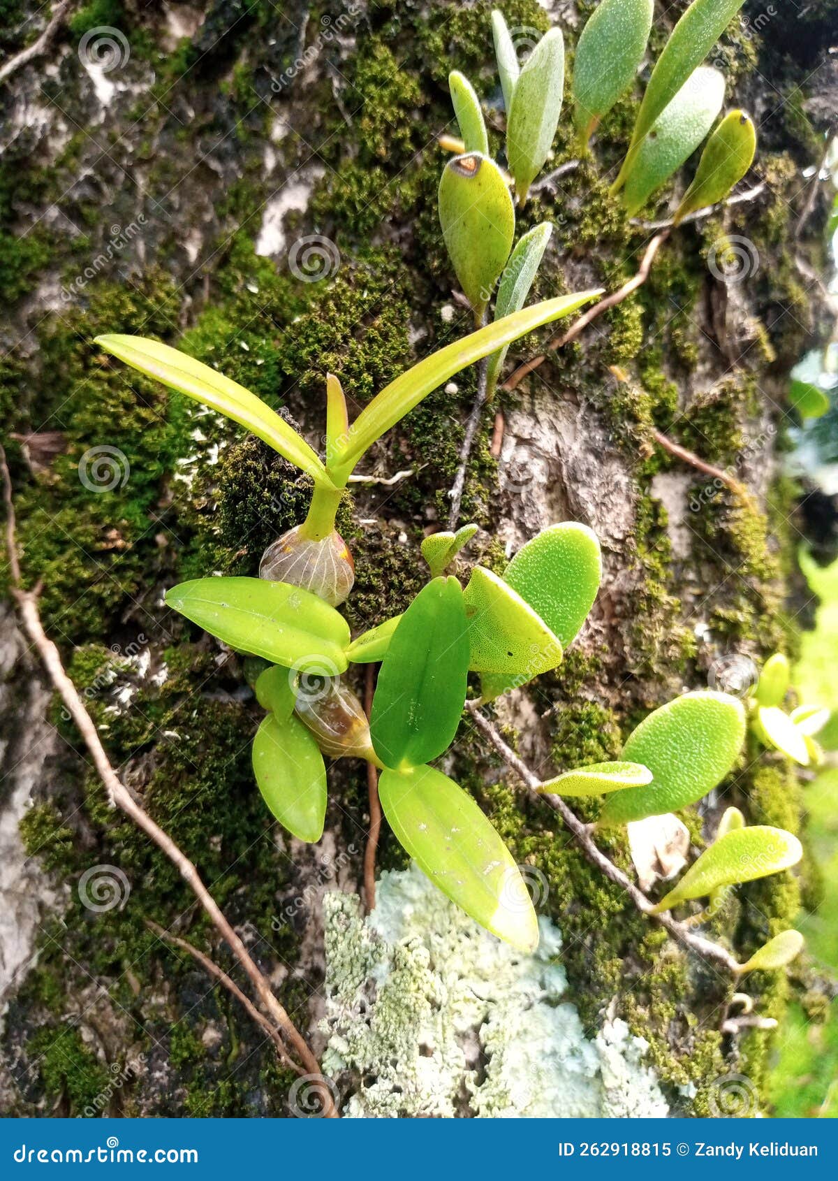 Parasite Tree stock image. Image of branch, lives, parasite - 262918815