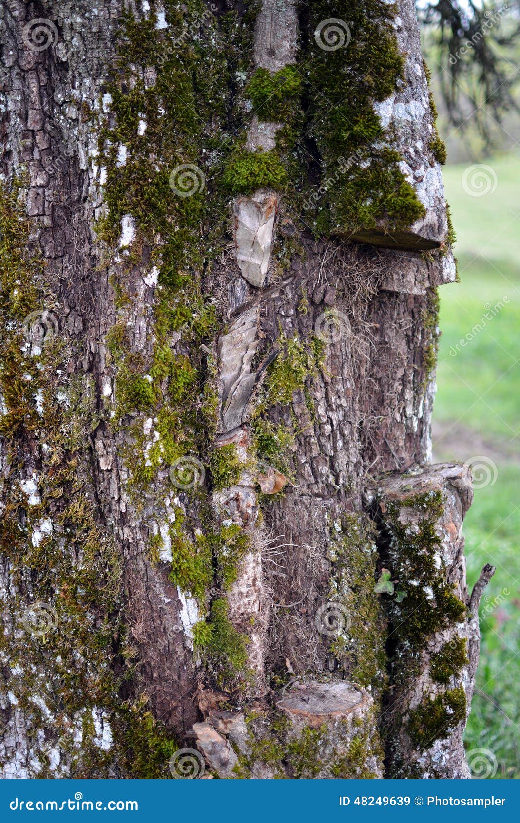 Parasite tree removed stock image. Image of vertical - 48249639