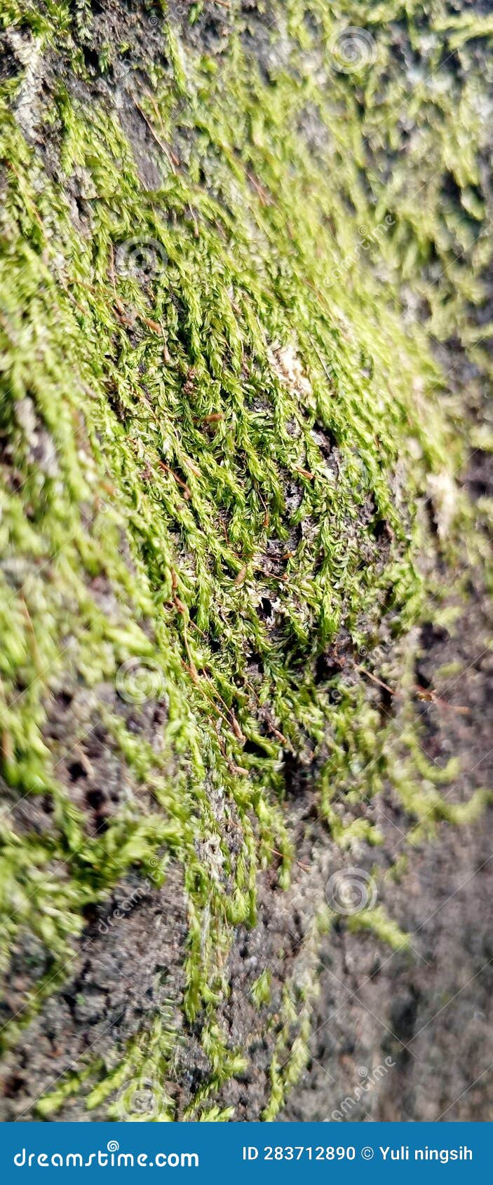 Parasite on the Wall beside the River Stock Photo - Image of woodland ...