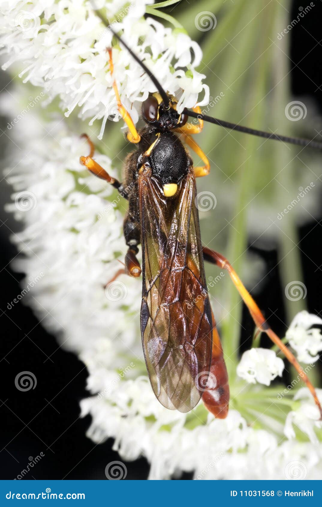 Parasite Wasp Feeding on White Flower. Stock Photo - Image of parasite ...