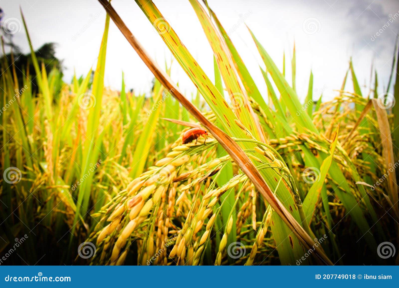 Parasites de riz photo stock. Image du insectes, animaux - 207749018