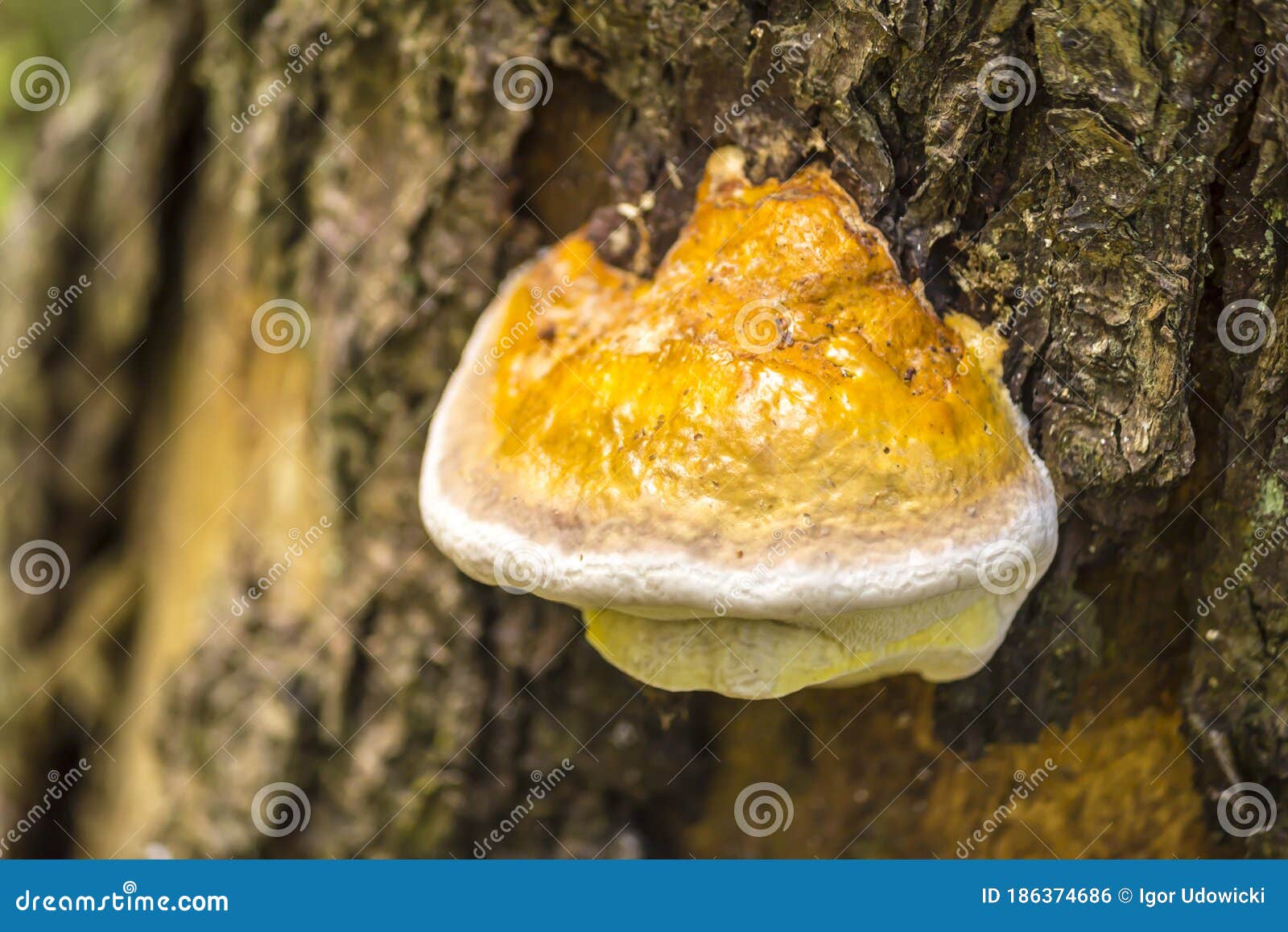 Polypores Ganoderma Growing on a Tree in Forest . Stock Photo - Image ...