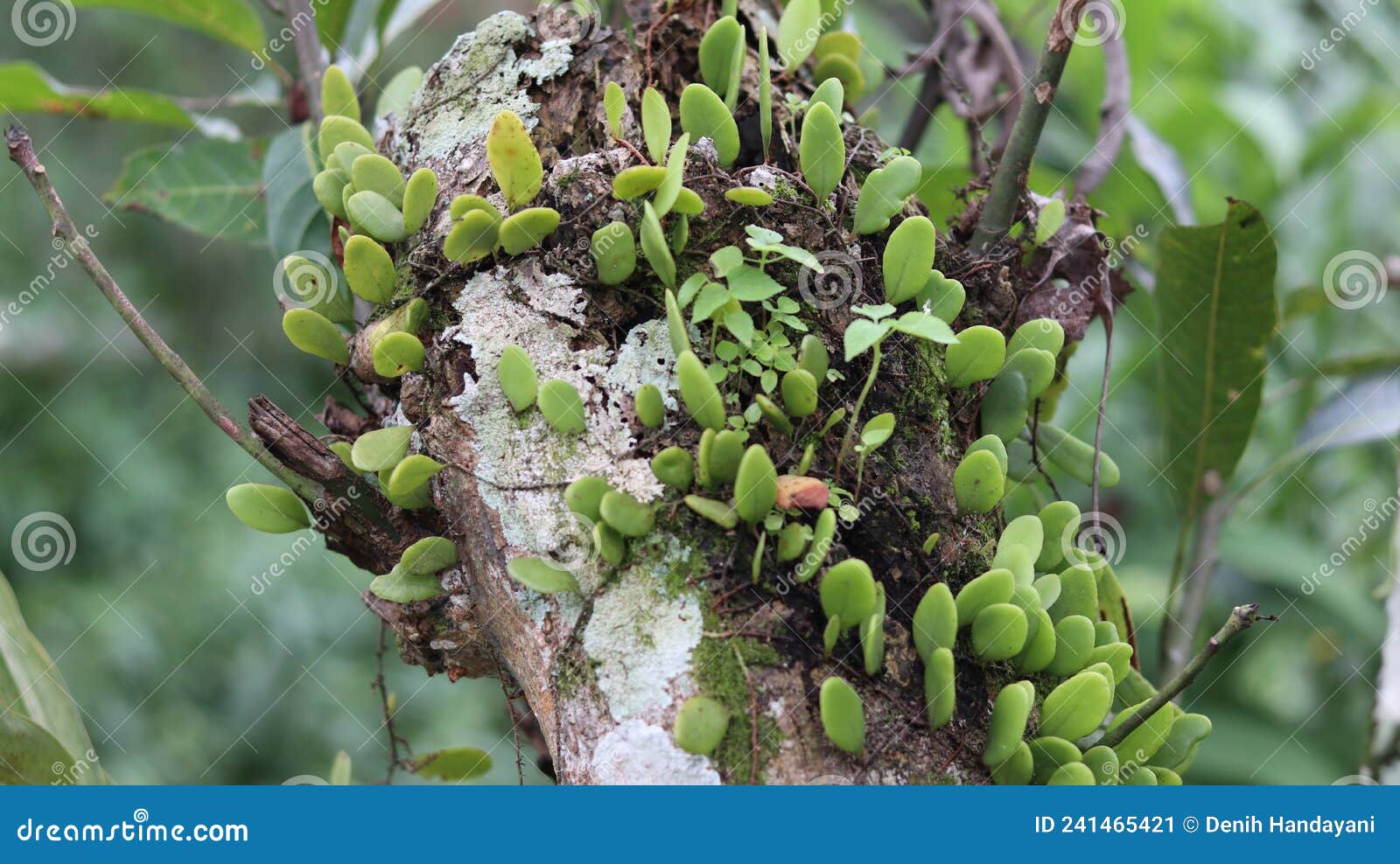 Parasites on the Mango Tree are Also Called Benalu Stock Image - Image ...