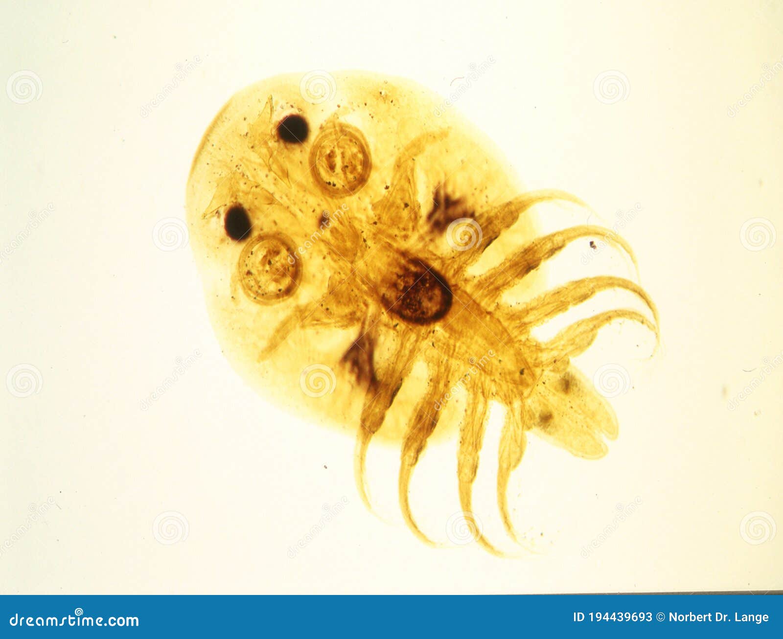 Parasitic carp louse stock image. Image of ectoparasites - 194439693