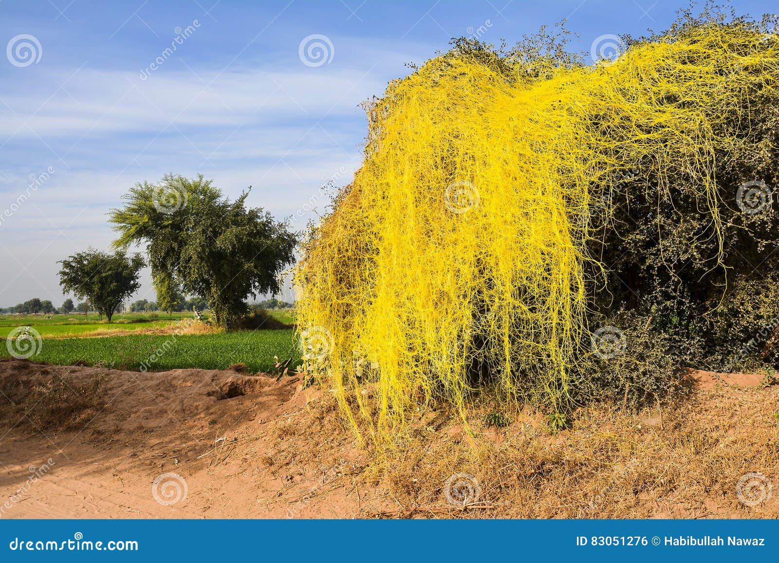 Parasitic Dodder On A Tree Stock Photography | CartoonDealer.com #83051276