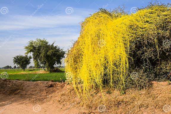 Parasitic Dodder on a tree stock photo. Image of ornamental - 83051276