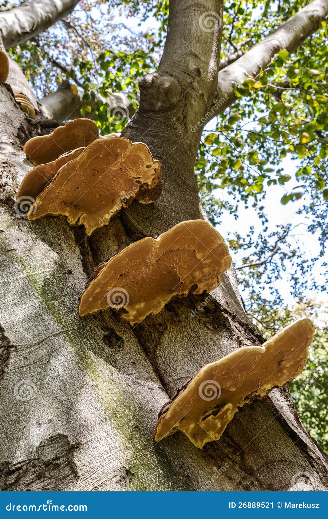 Parasitic Fungi on a Tree Trunk Stock Image - Image of fungi, plant ...