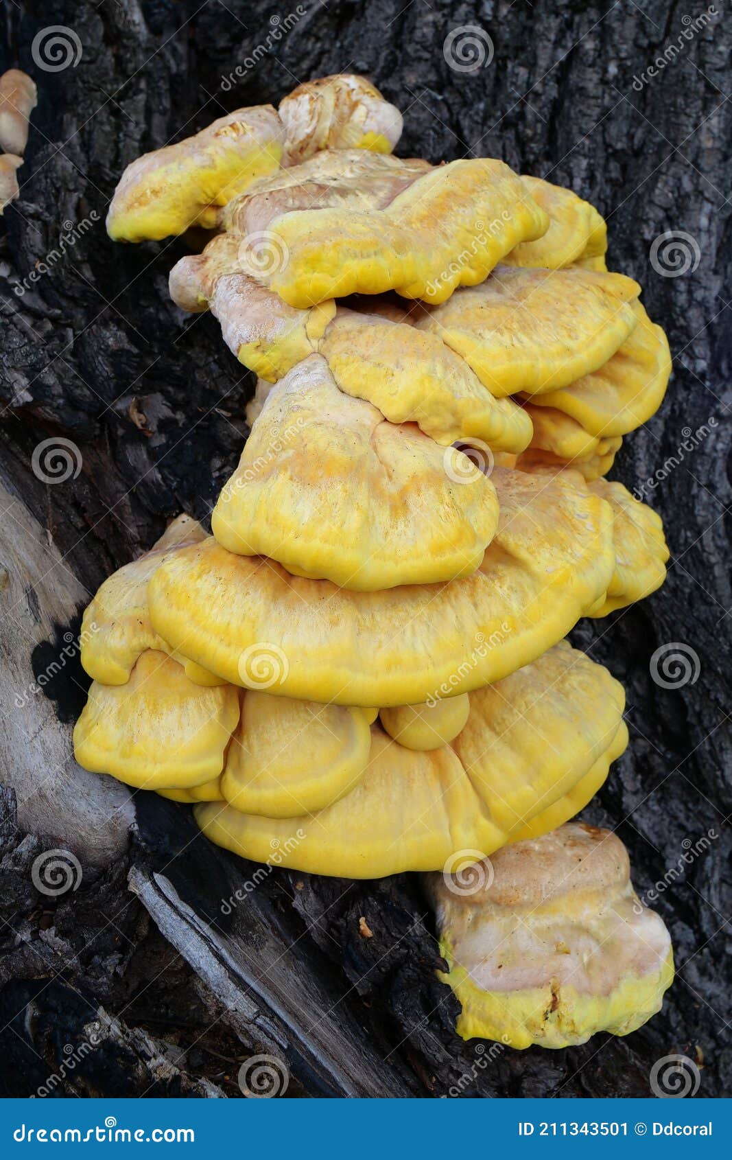 Yellow Parasitic Dodder On Trees Stock Photo | CartoonDealer.com #83051046