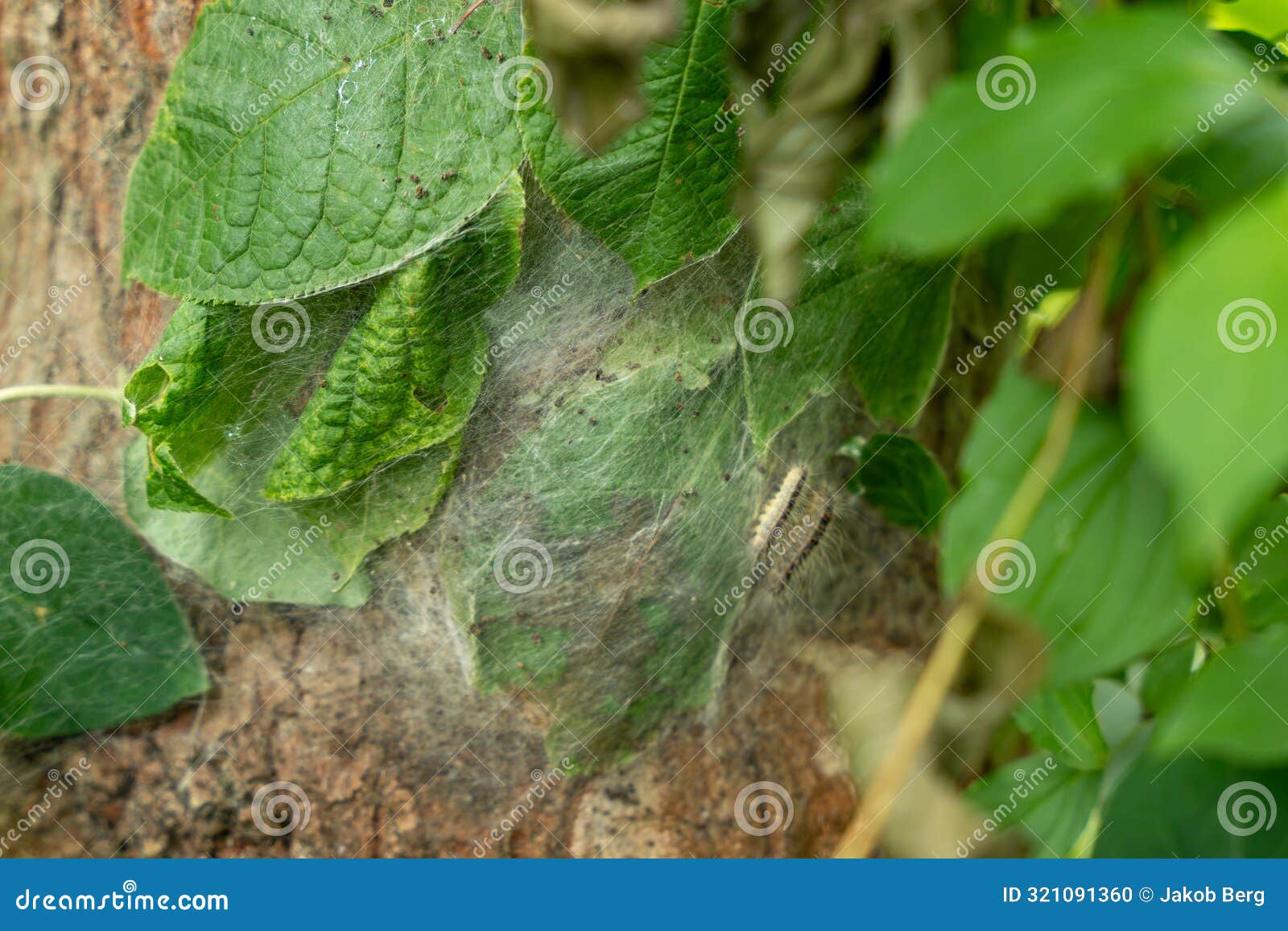 Parasitic Oak Procession Moth Caterpillars on an Infected Tree. Stock ...