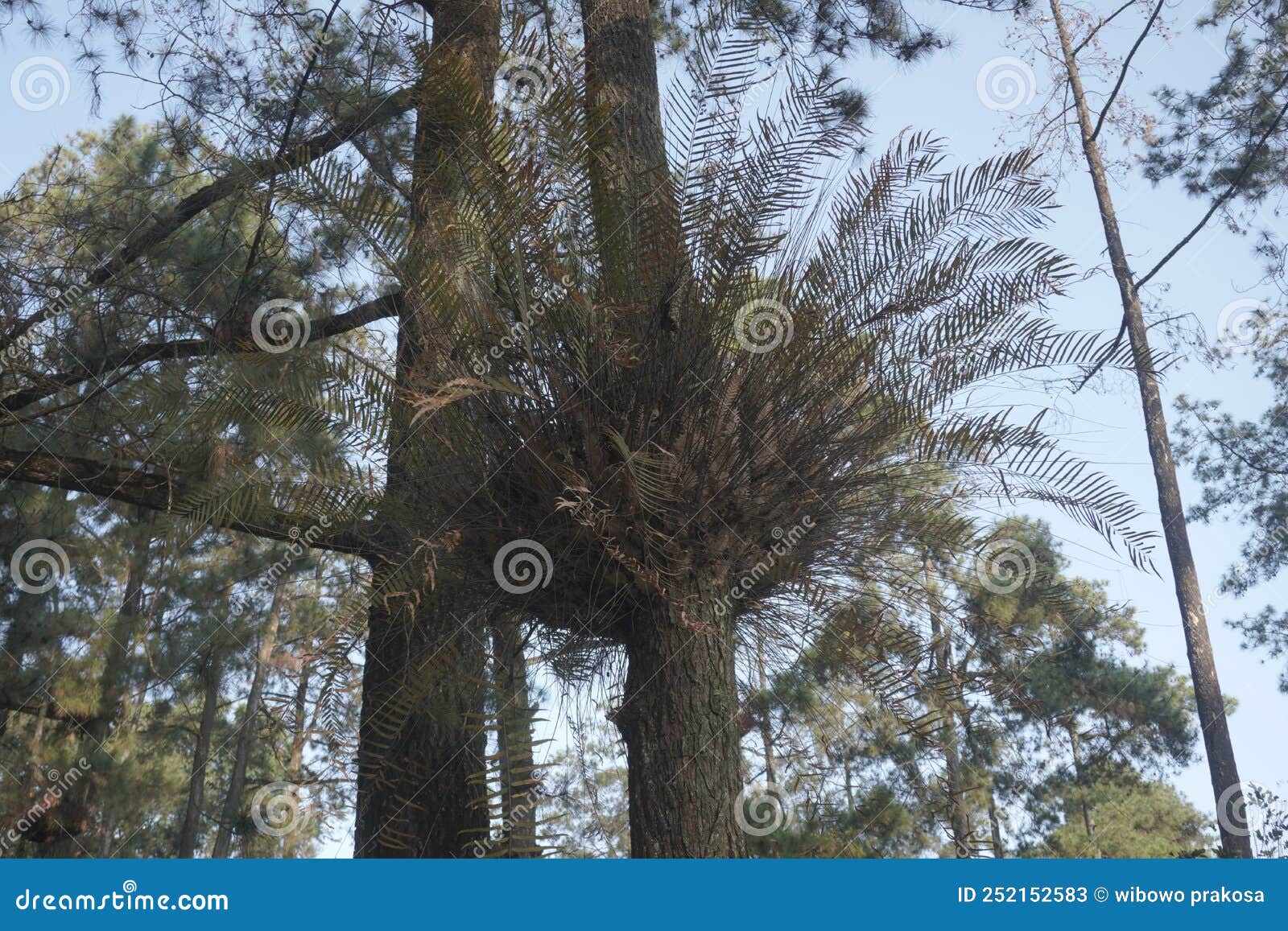 Parasitic Parasite that Grows on Large Tree Trunks Stock Image - Image ...