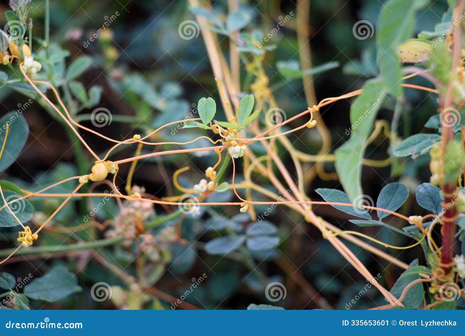 The Parasitic Plant Cuscuta Grows among Crops Stock Image - Image of ...