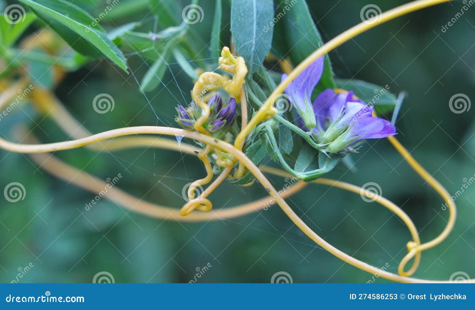 The Parasitic Plant Cuscuta Grows among Crops Stock Image - Image of ...