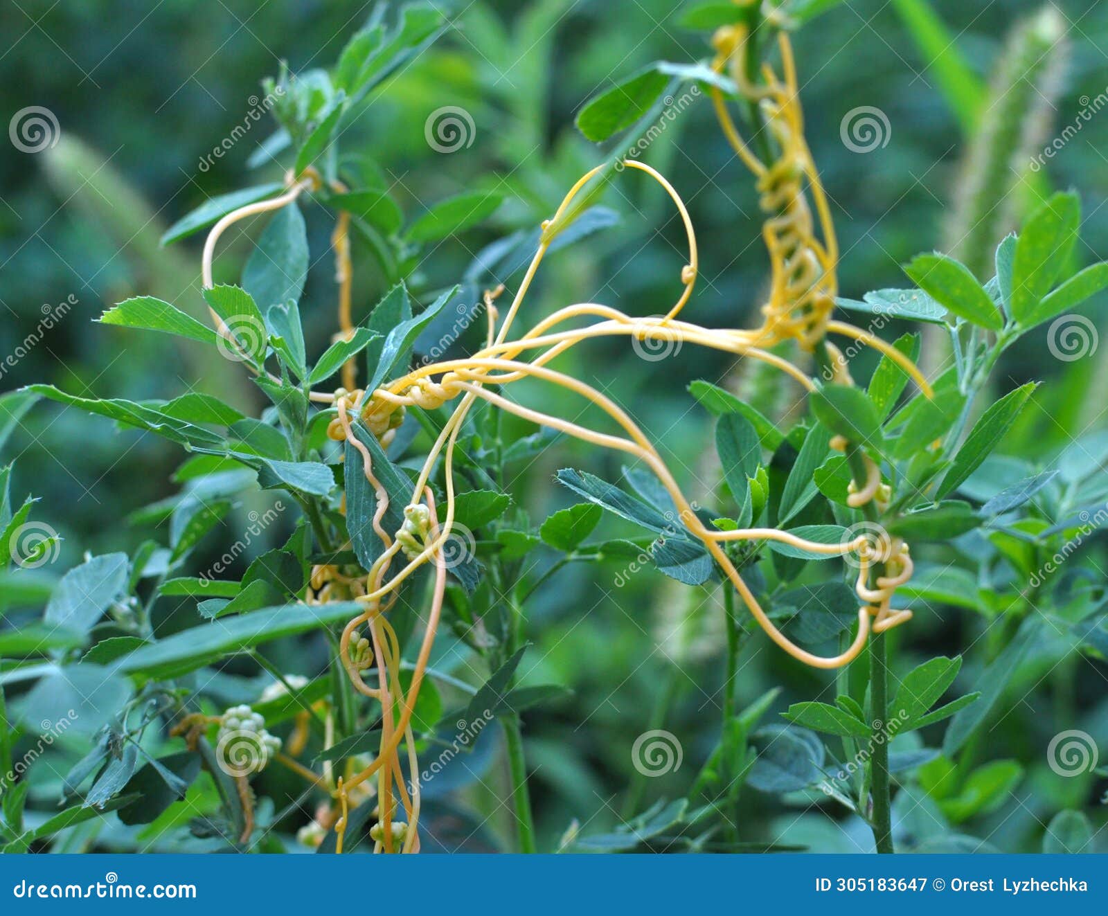 The Parasitic Plant Cuscuta Grows among Crops Stock Image - Image of ...