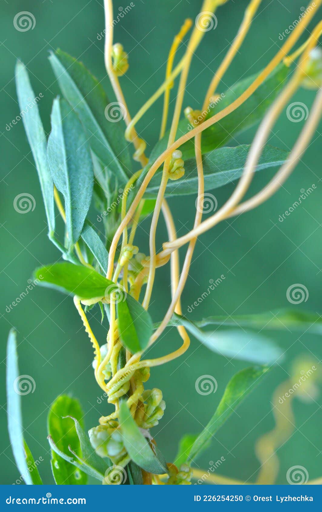 Cuscuta Alfalfa Machine