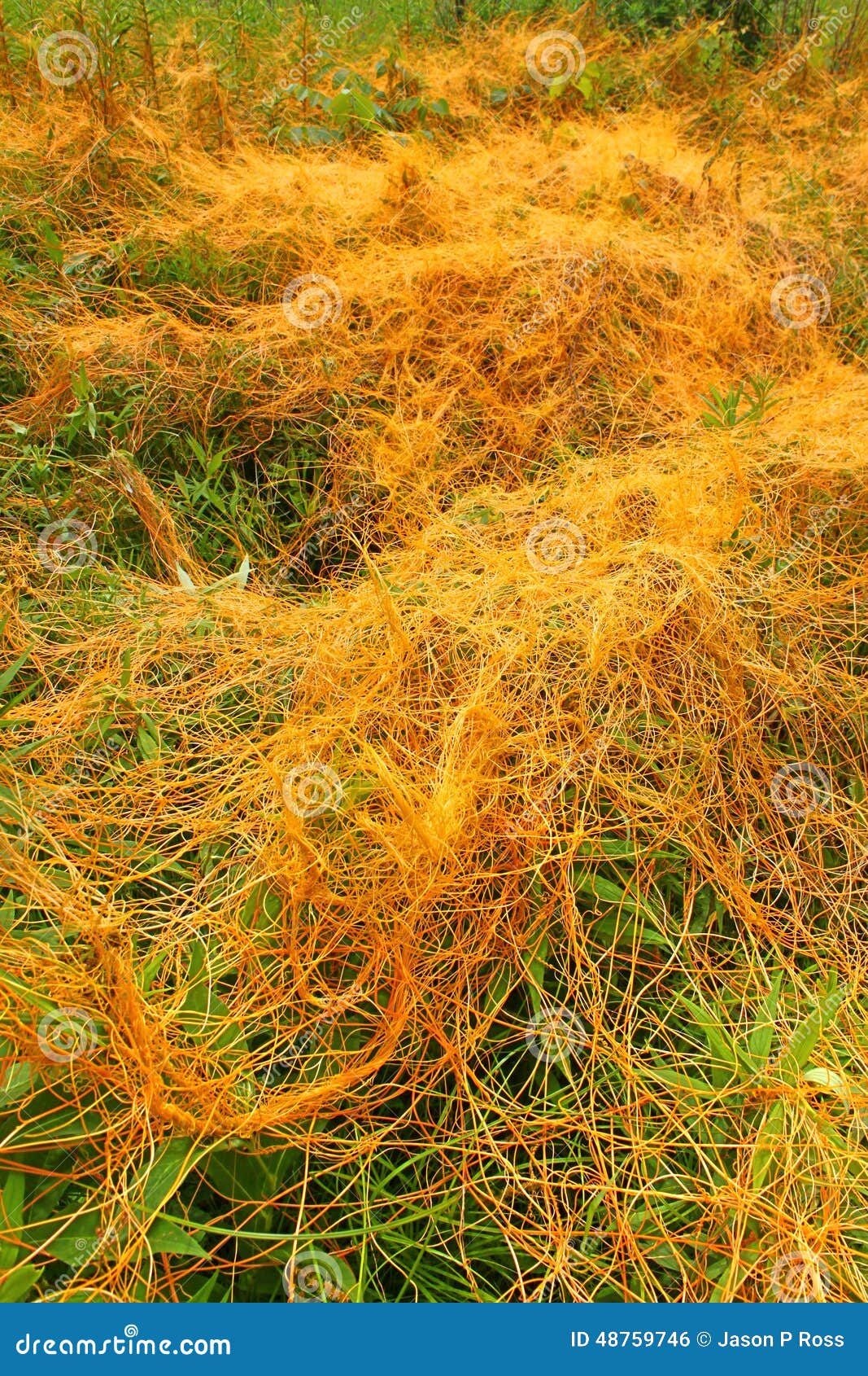 Parasitic Plant Dodder stock photo. Image of outdoors - 48759746