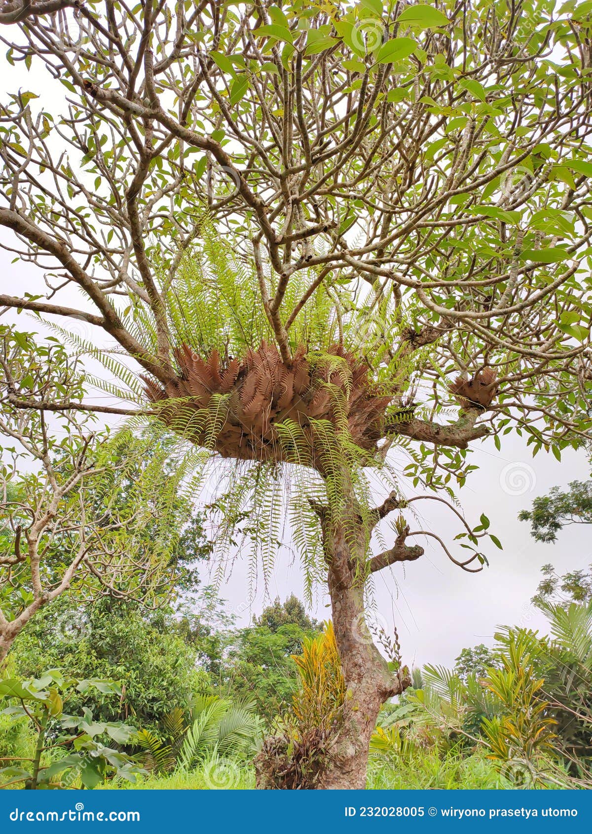 Parasitic Plant that Lives in a Tree Stock Image - Image of lives ...