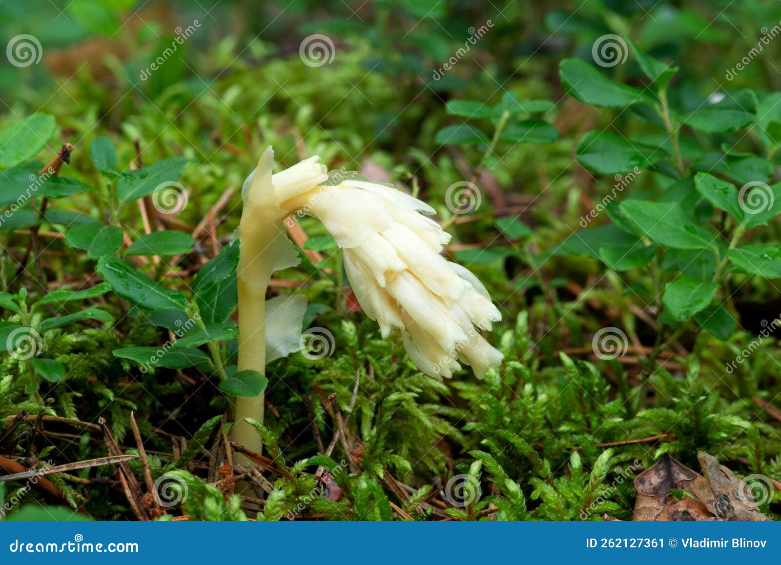 Parasitic Plant Pinesap False Beech-drops, Hypopitys Monotropa in a ...