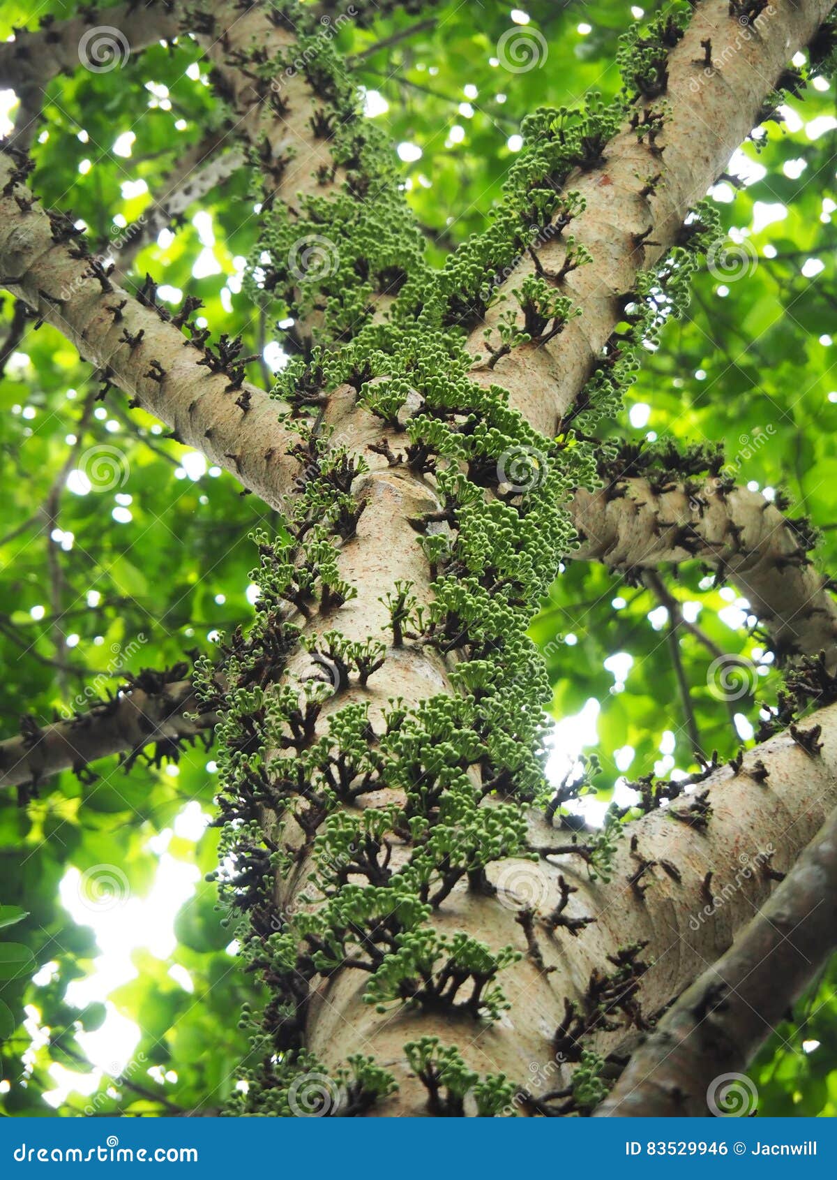 Parasitic Plant stock photo. Image of grove, hosts, spring - 83529946