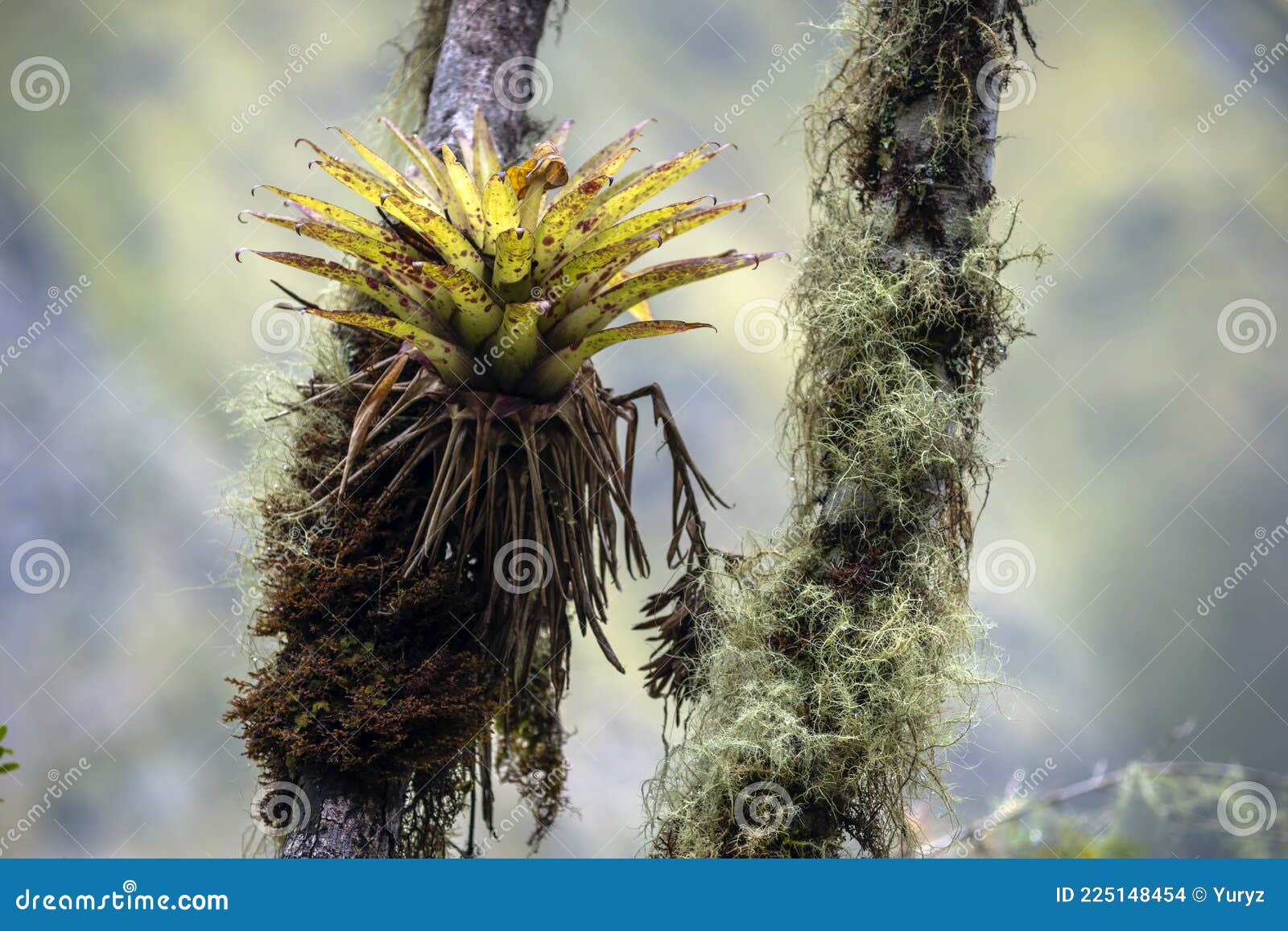Parasitic plant on tree stock photo. Image of tree, moss - 225148454