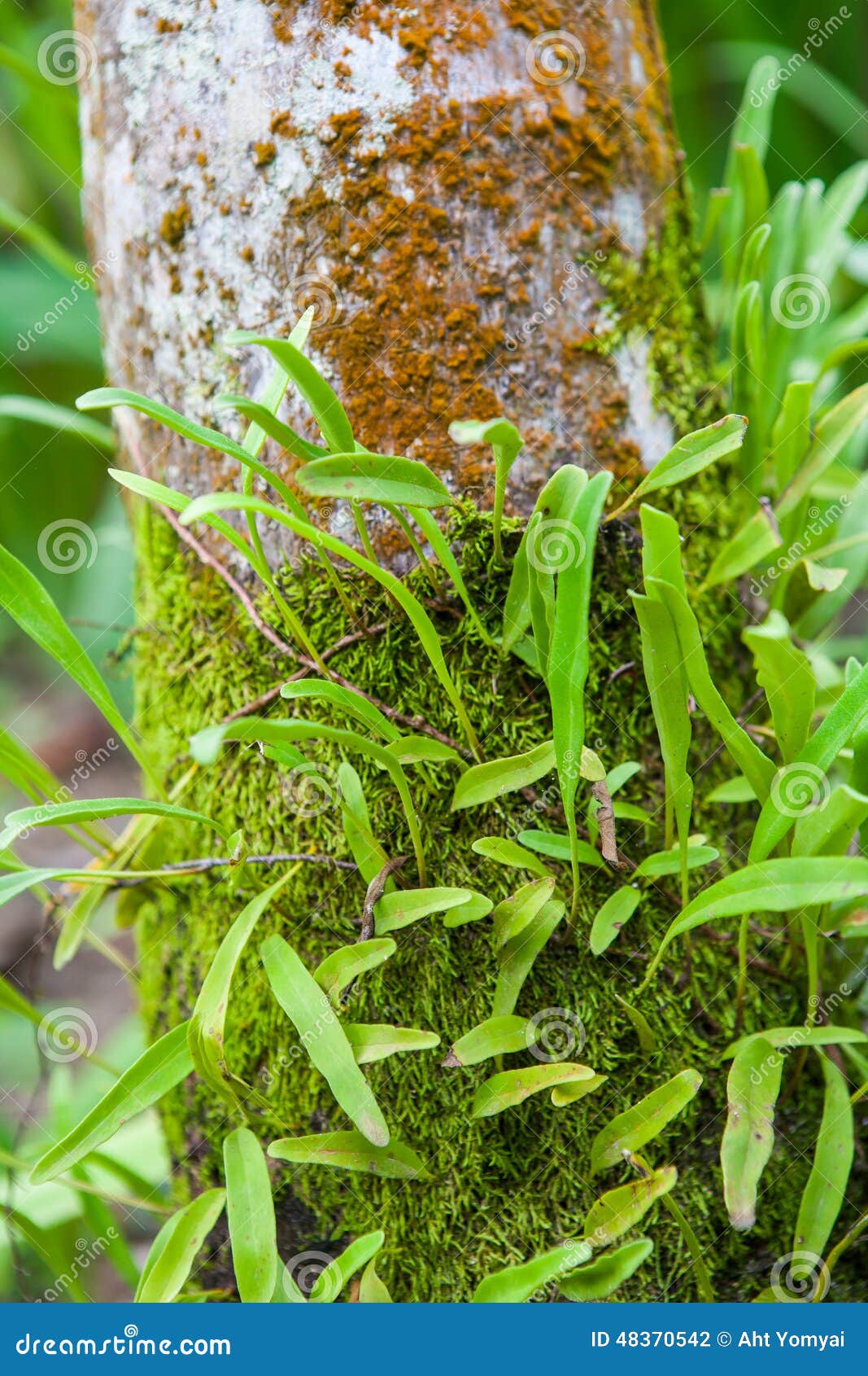 Parasitic Plants are Beautiful Wood Stock Photo - Image of leaf ...