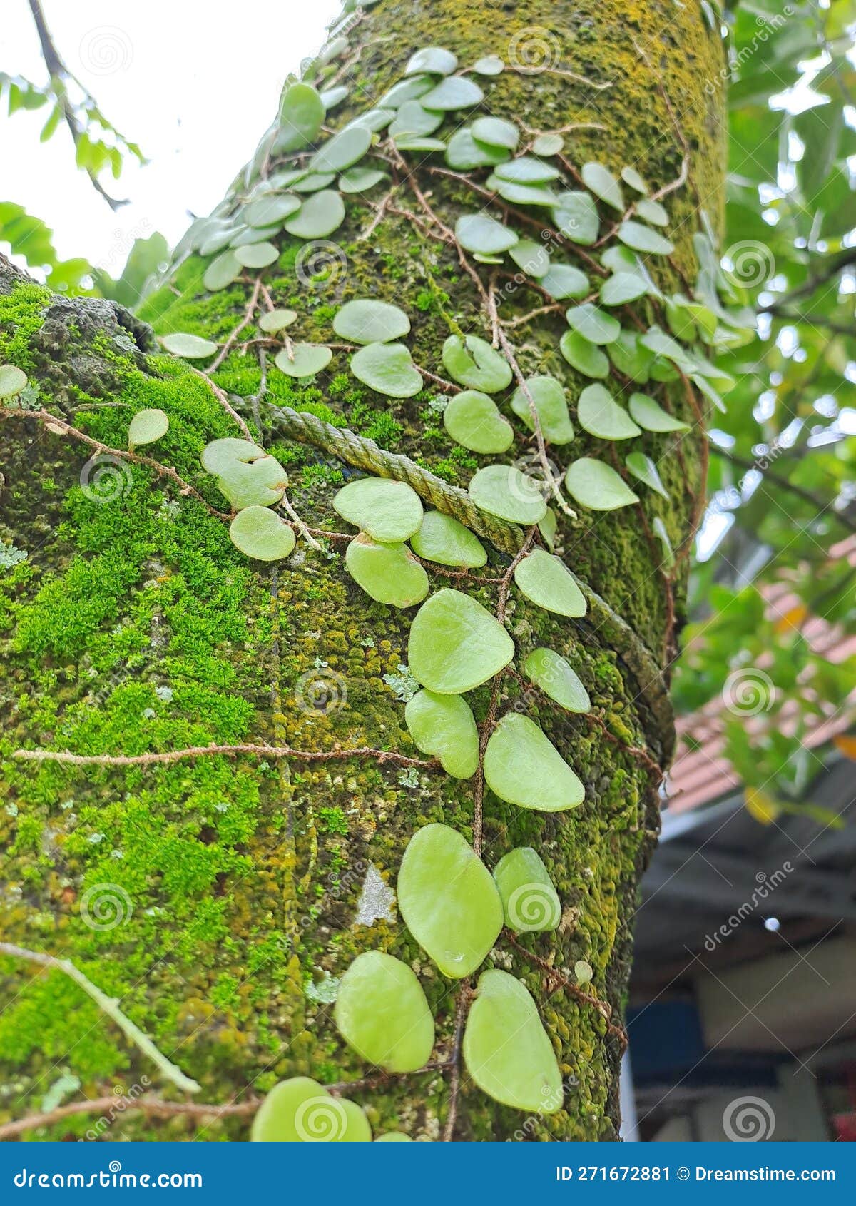 Parasitic Plants Grow On Borneo Forest Trees Royalty-Free Stock Photo ...