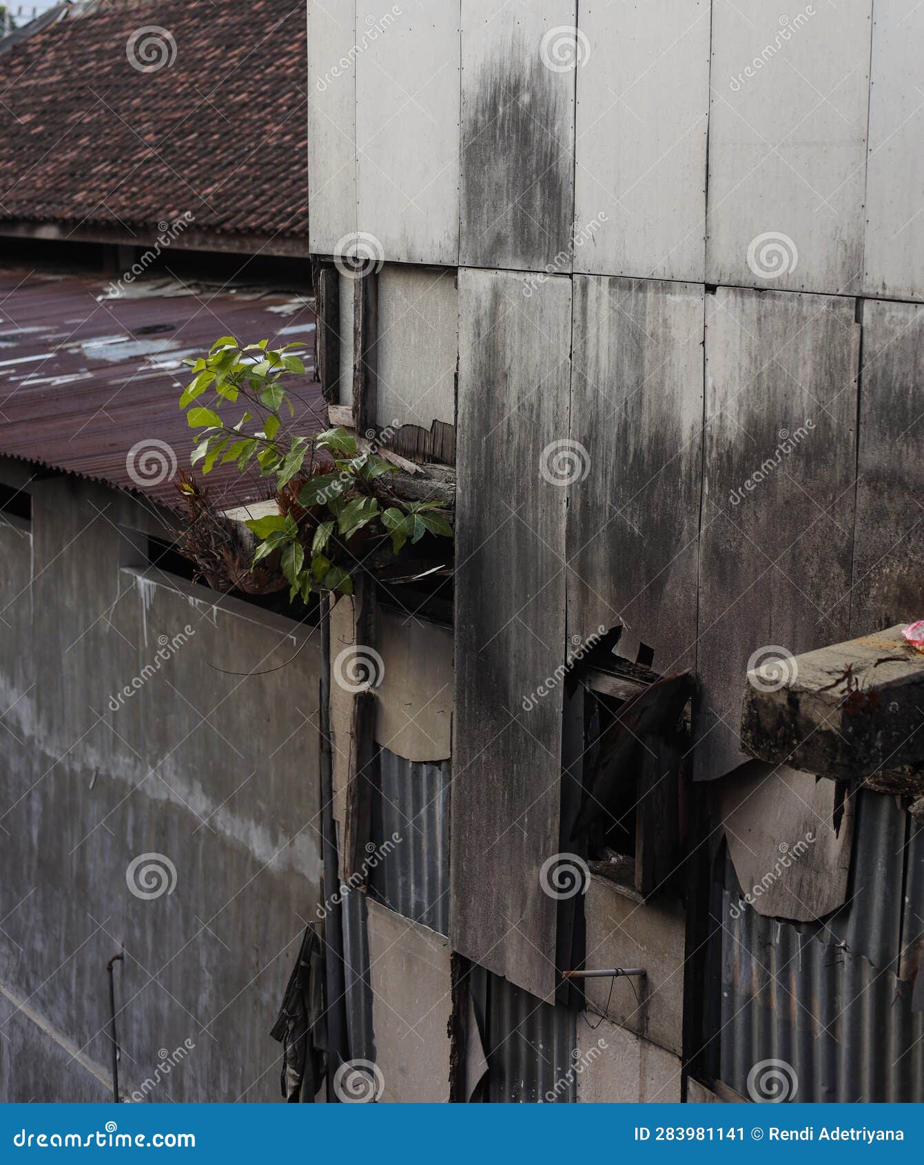 Parasitic Plants that Damage Walls and Roofs Stock Image - Image of ...